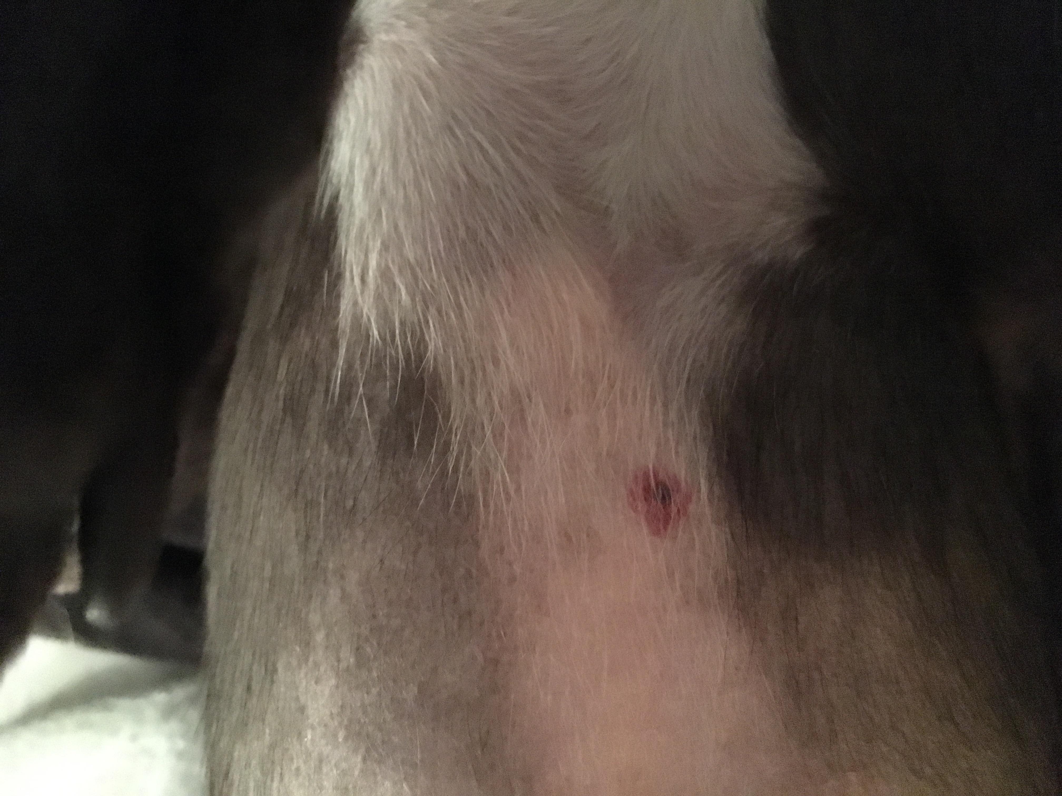 Dog Has Red Patch & Blood Blister on Chest: Is It Serious? | Petco