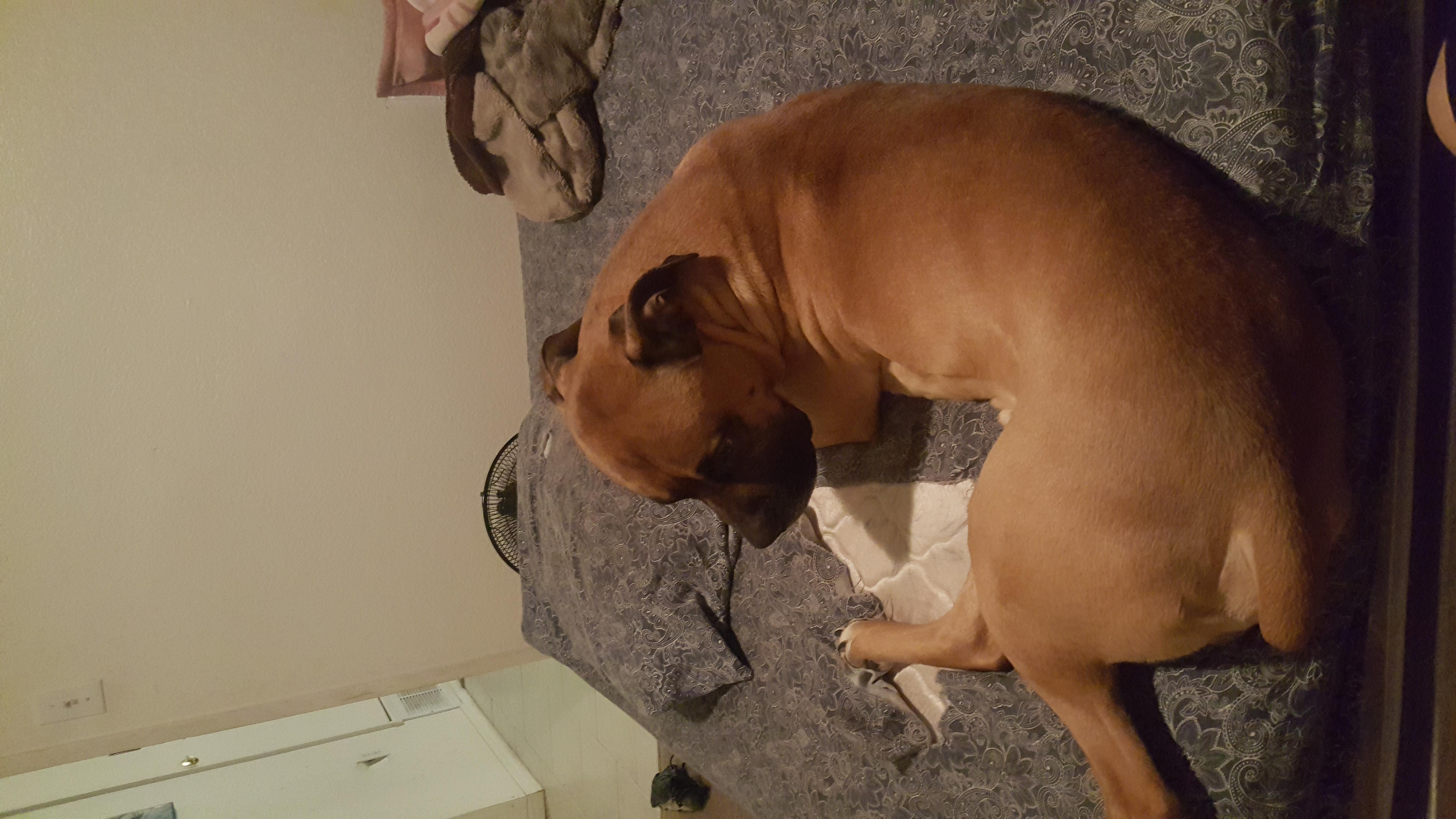 My Dog's Stomach Swollen But Acts Normal: Is It Serious? | Petco