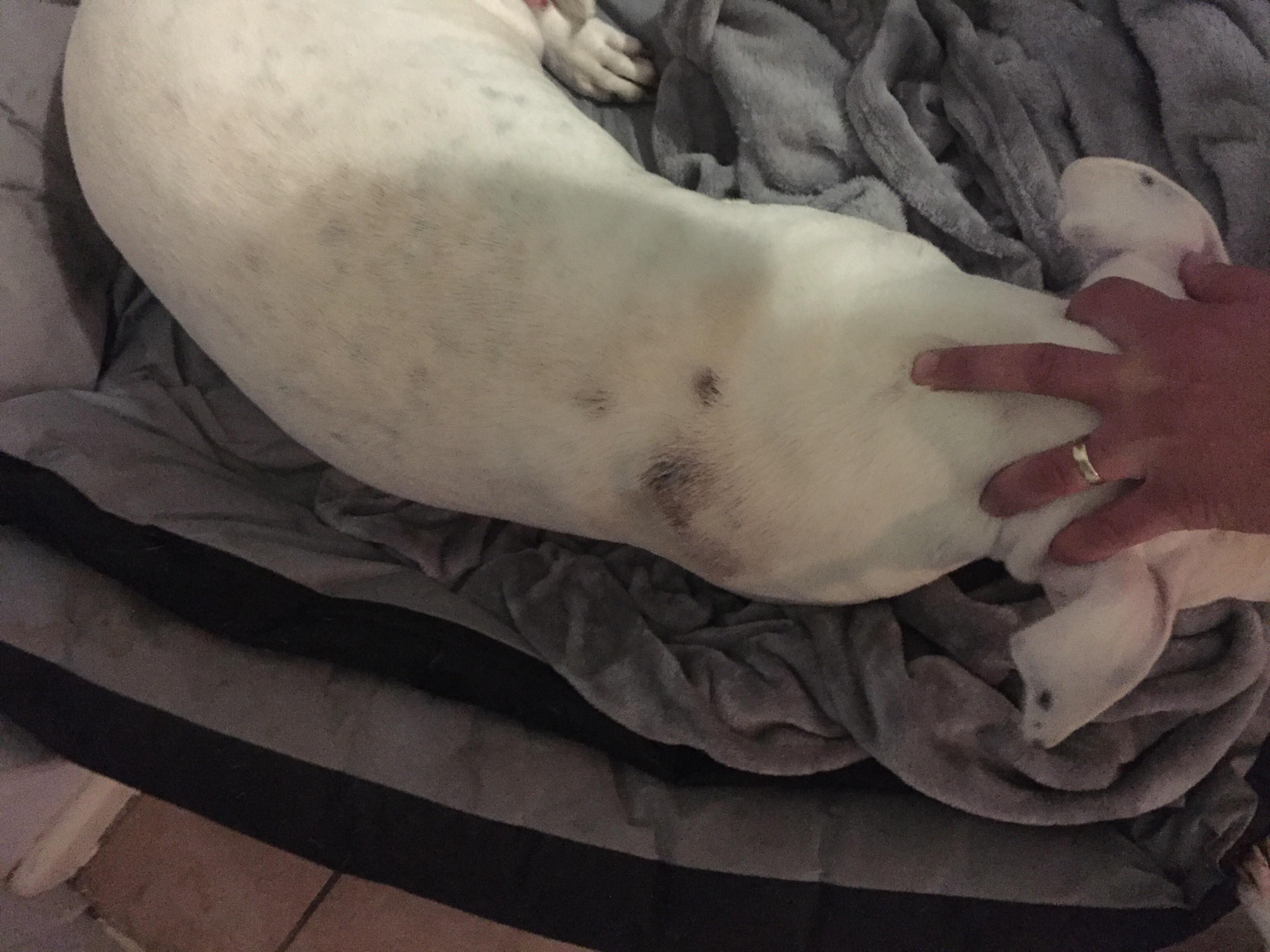 Why does my pitbull have a raw, bloody, crusty patch on back? | Petco