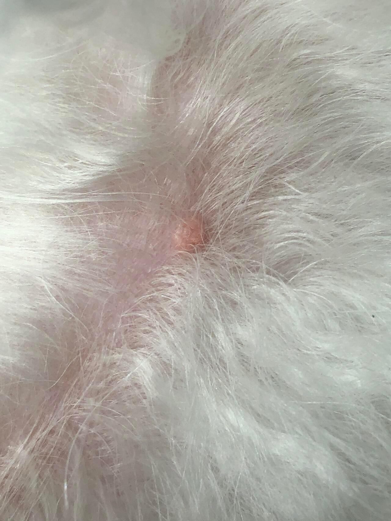 My dog has a hard, white, wart-like bump. Is it a wart? | Petco