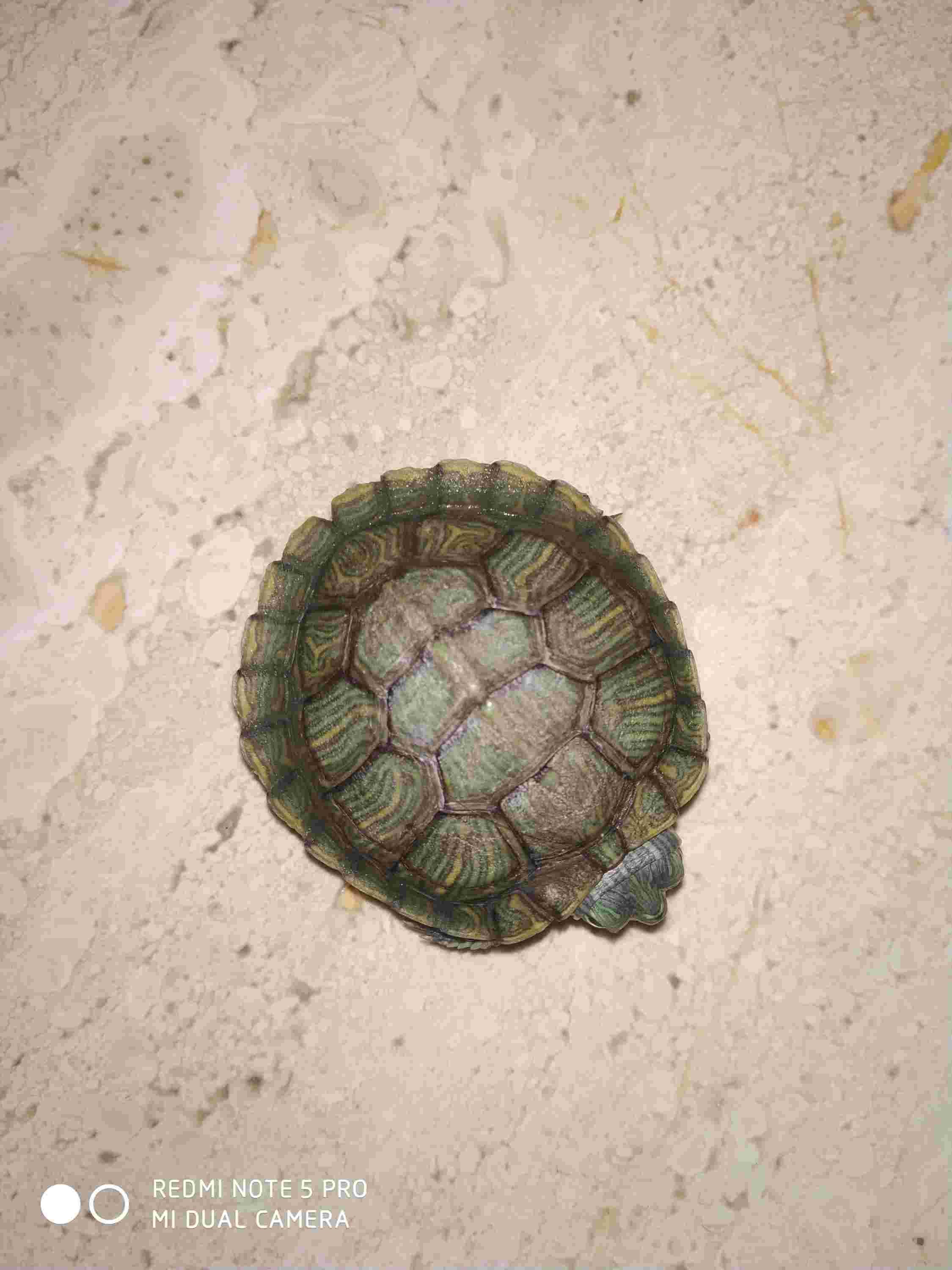 Why is my turtle not eating and acting weak after water change? | Petco