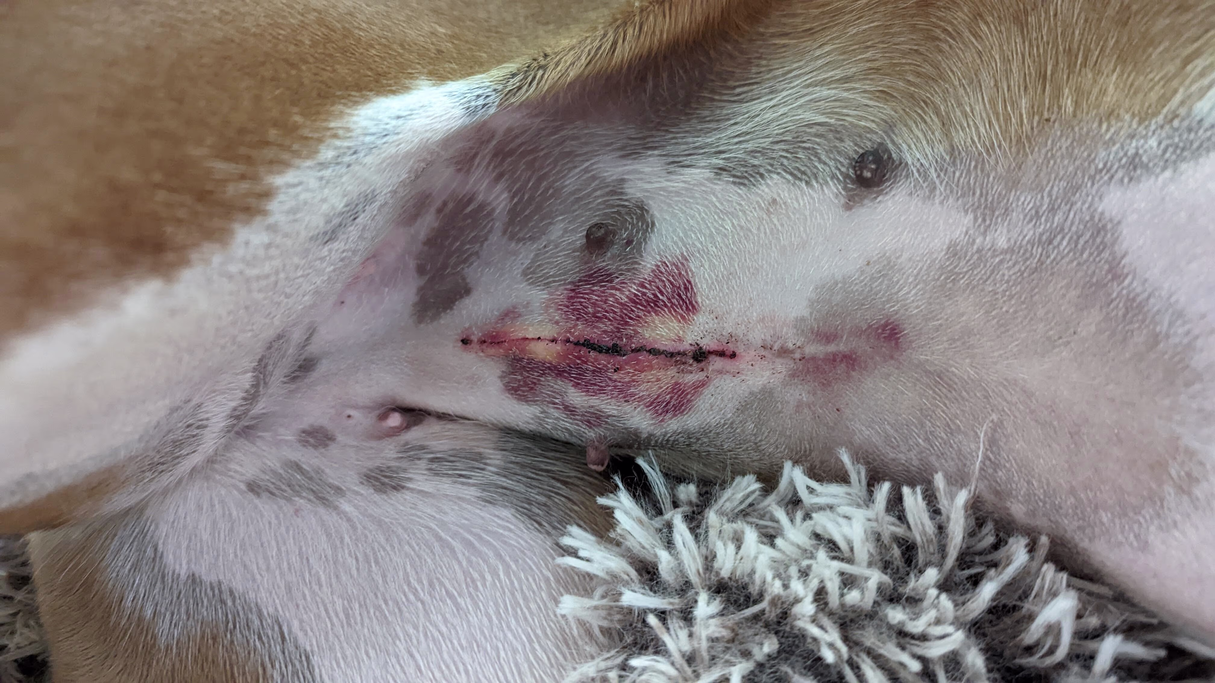 Is bruising around my dog's spay incision normal after 3 days? | Petco