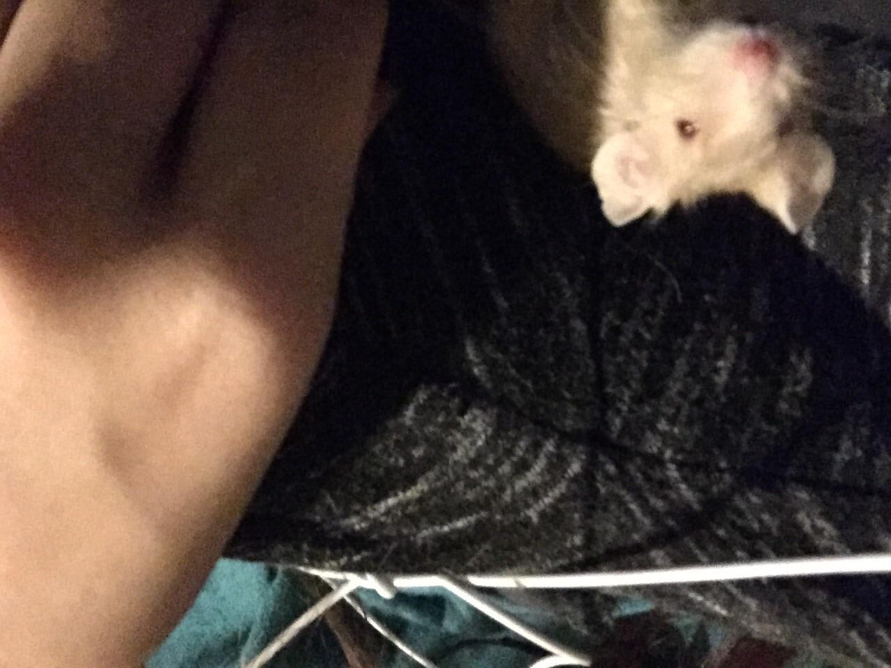 Why is my mouse's eye red, swollen, and shut after waking up? | Petco