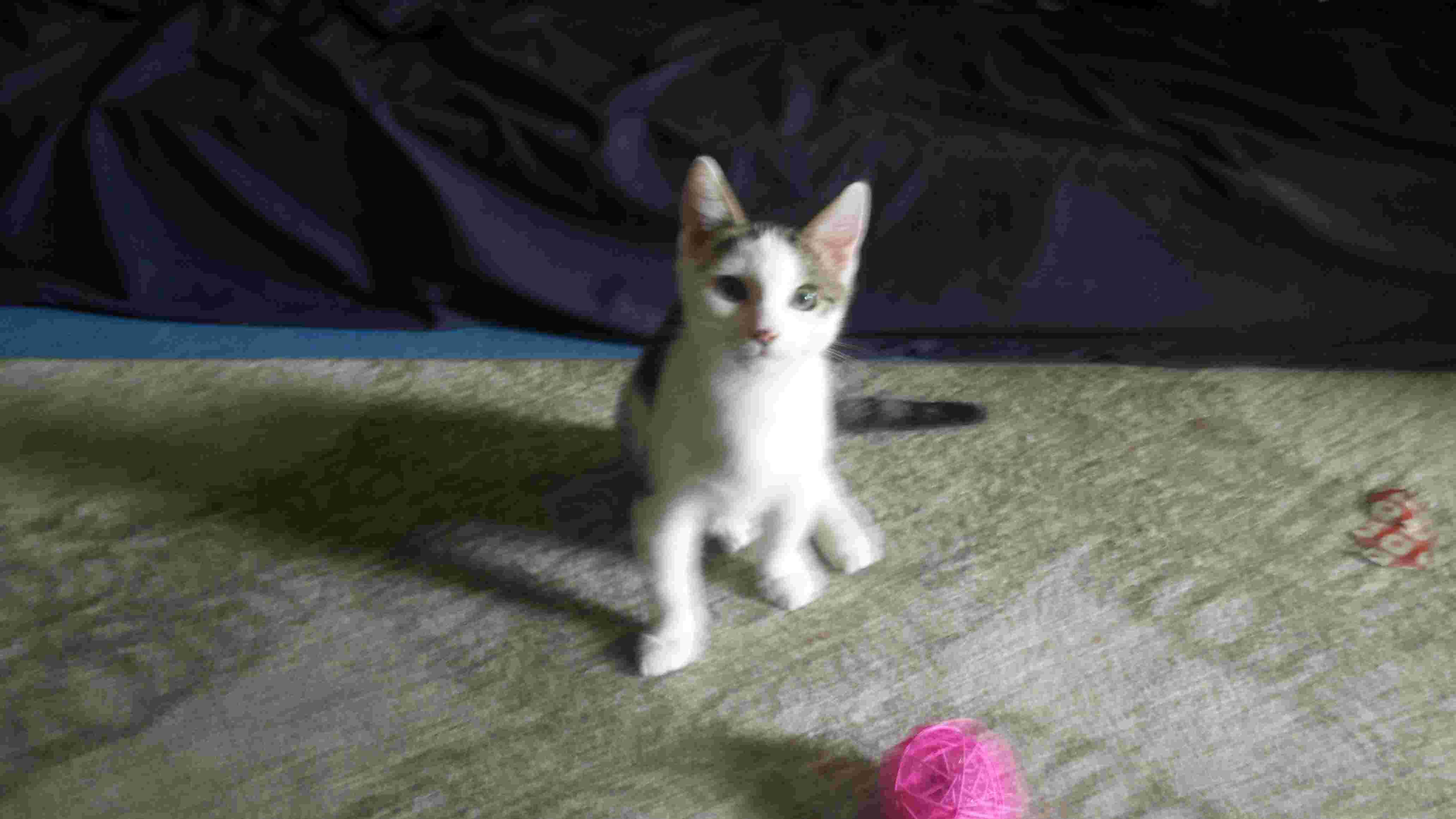 My Kitten Has Weak Back Legs & Drags Himself: What's Wrong? | Petco
