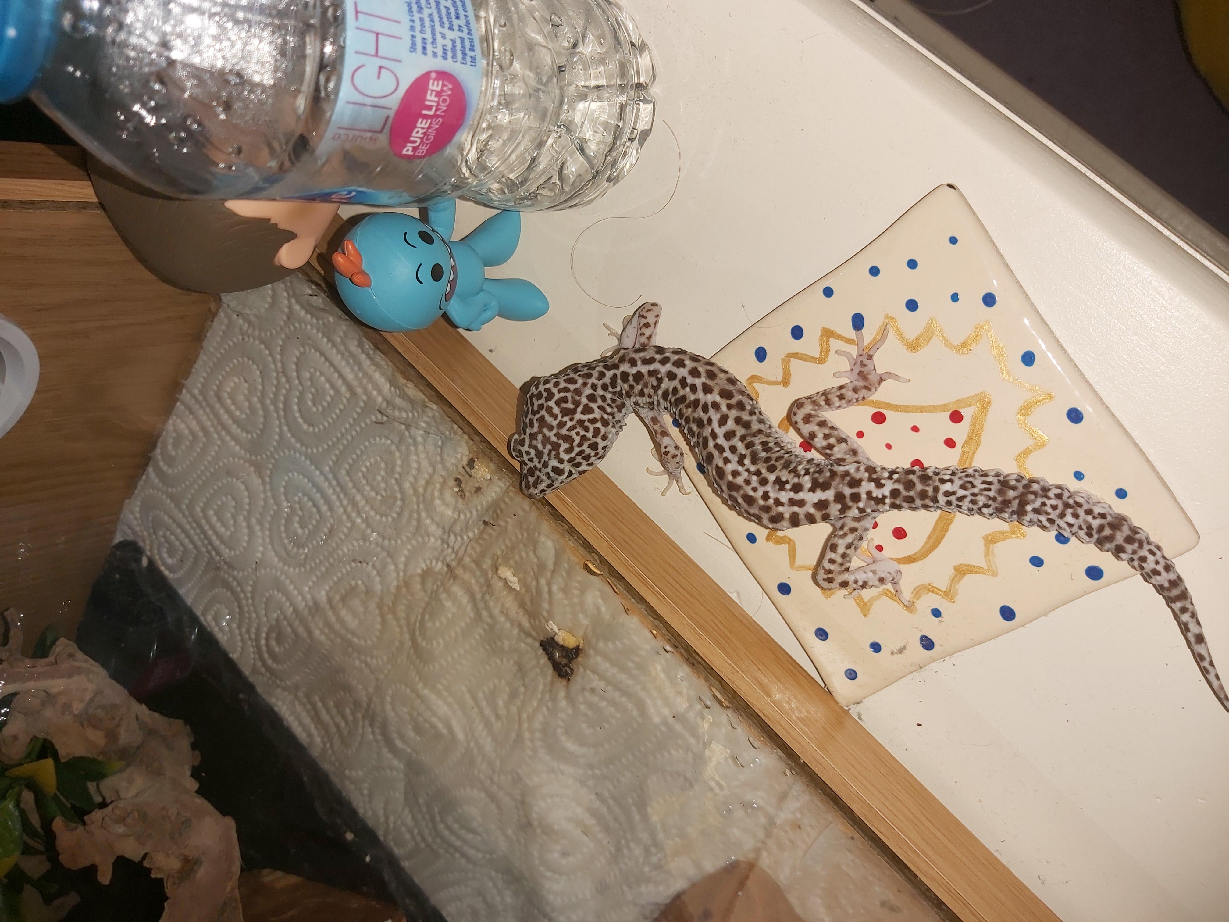 Why leopard gecko's eye swollen, not eating, losing weight? | Petco