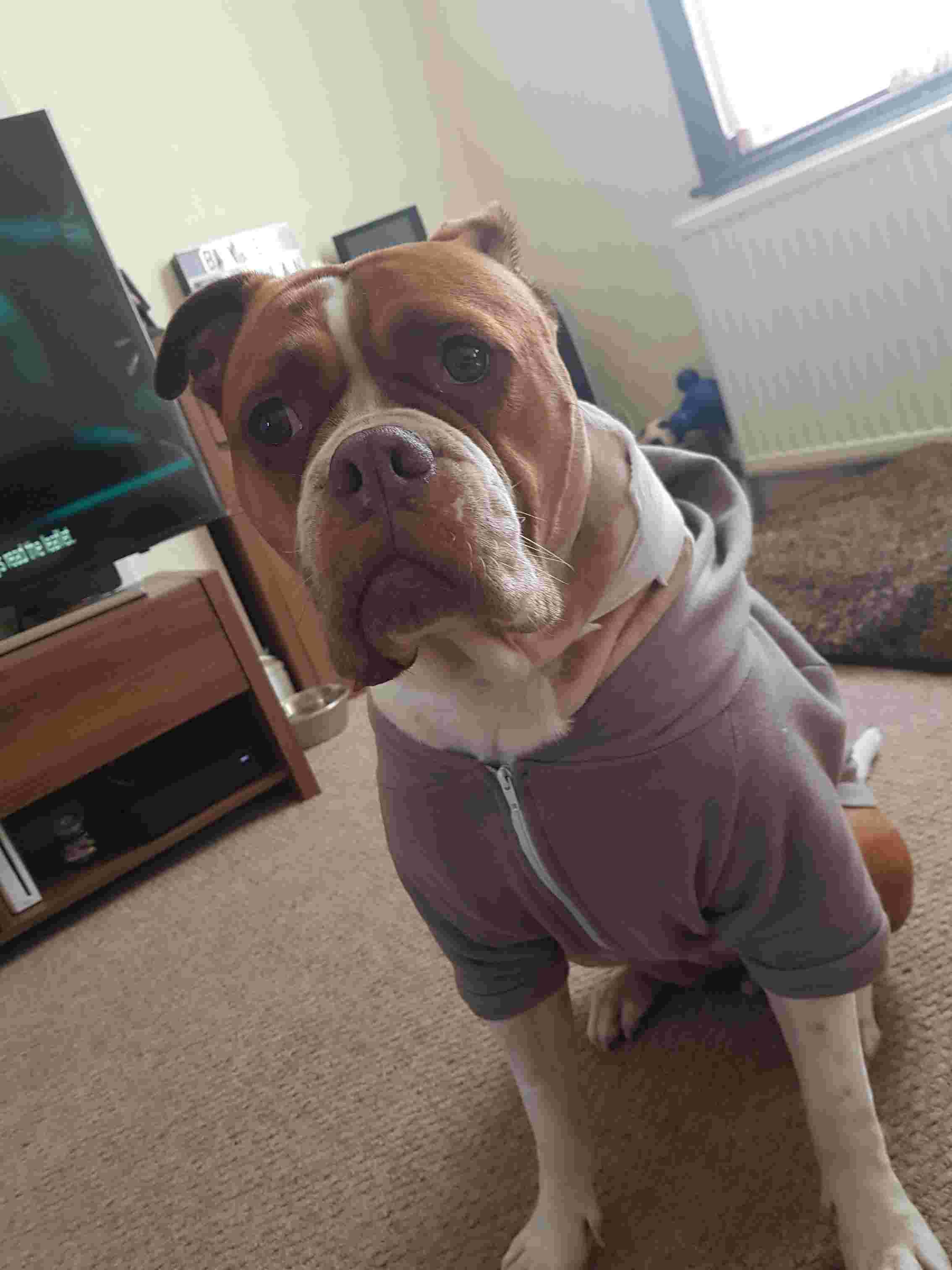 My Dog Has a Seroma After Surgery: Walk or Limit Movement? | Petco