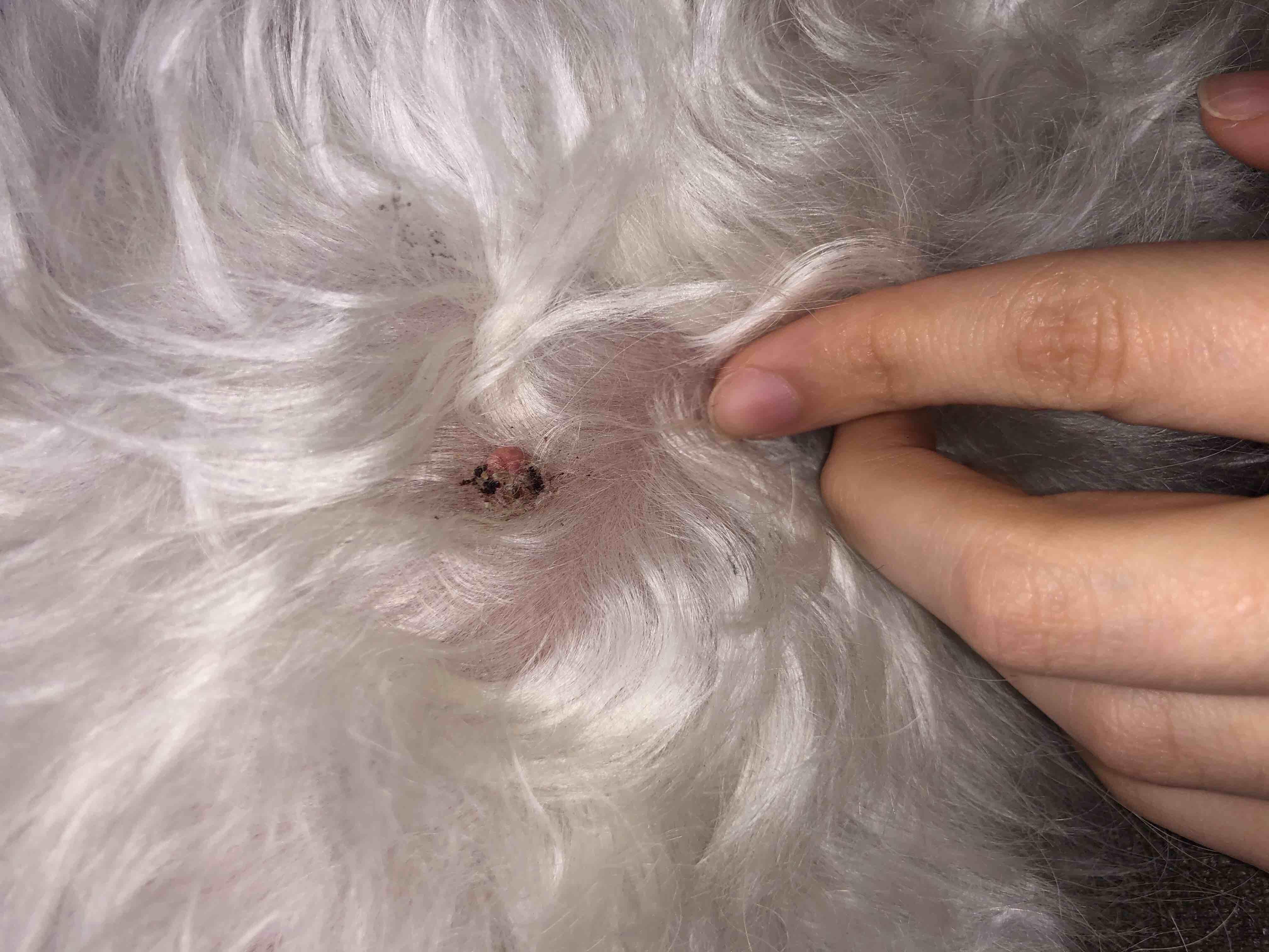 Dog Wart Growing & Bleeding: When to Worry & How to Treat | Petco