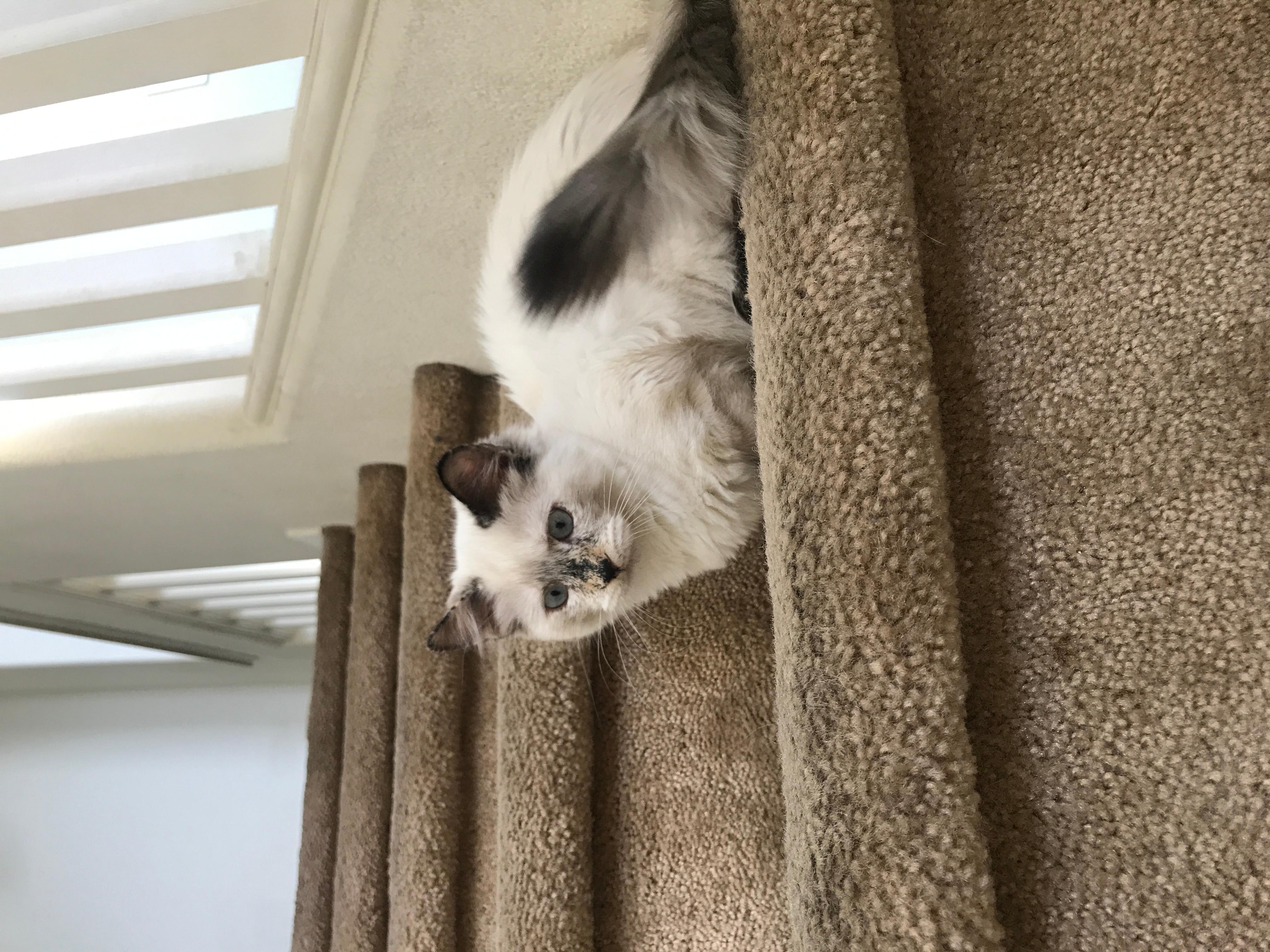 How to Identify Your 8-Month-Old Ragdoll Cat's Type from Photos | Petco