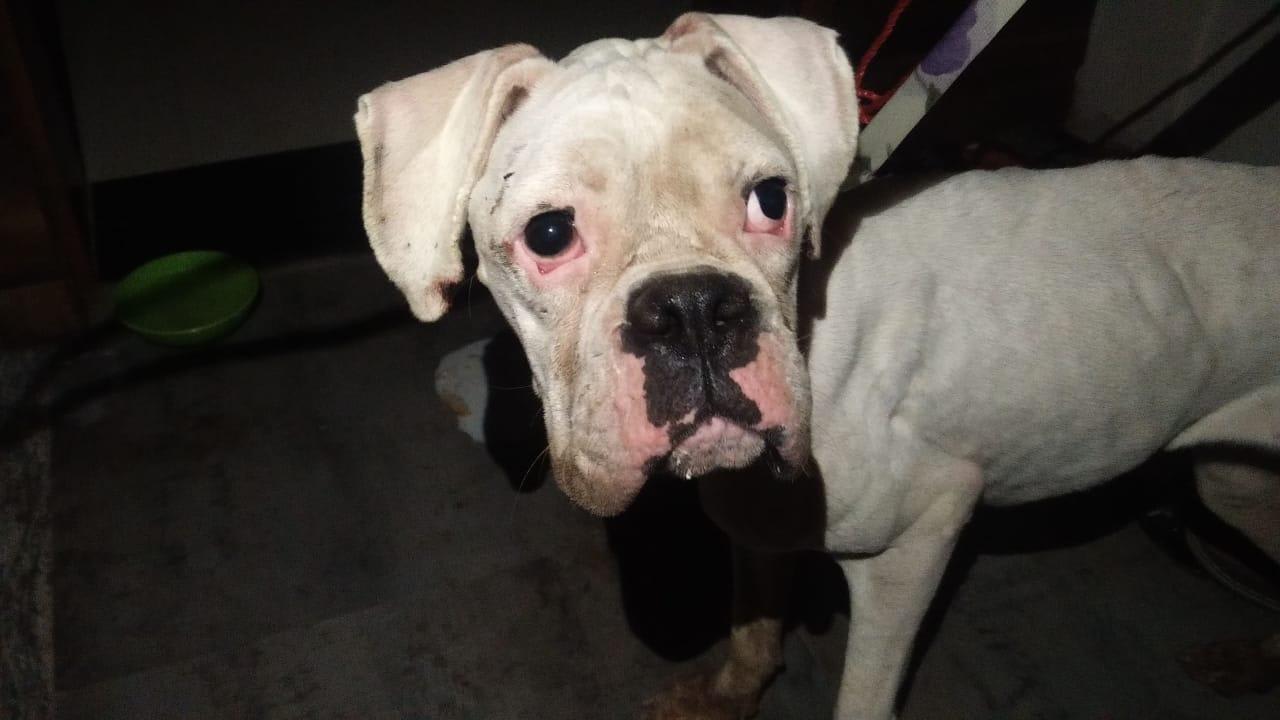 Found a weak Boxer vomiting and can't eat? What to do now? | Petco