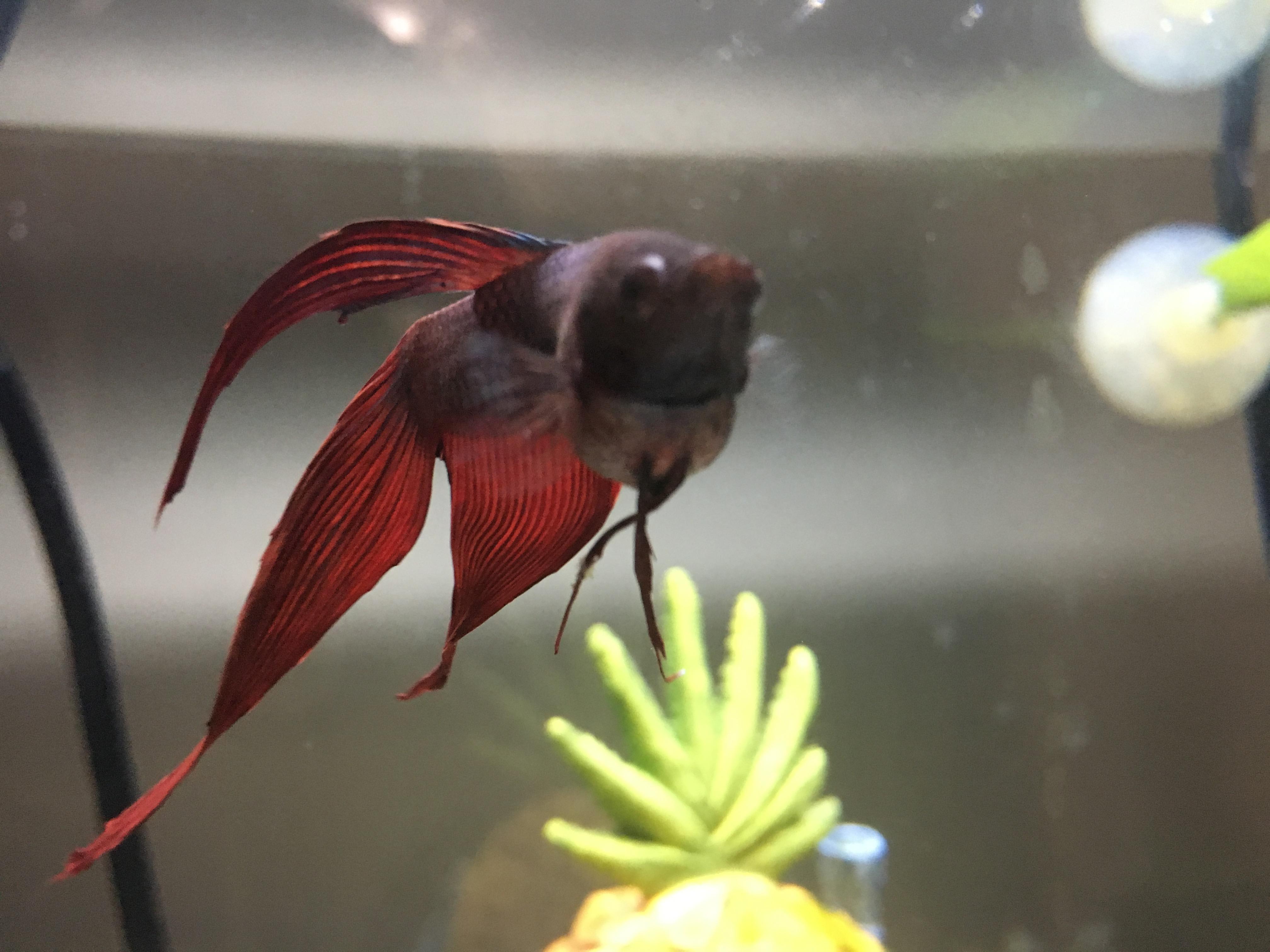 Why Is My Betta Bloated with a Dark Spot & Peas Didn't Help? | Petco