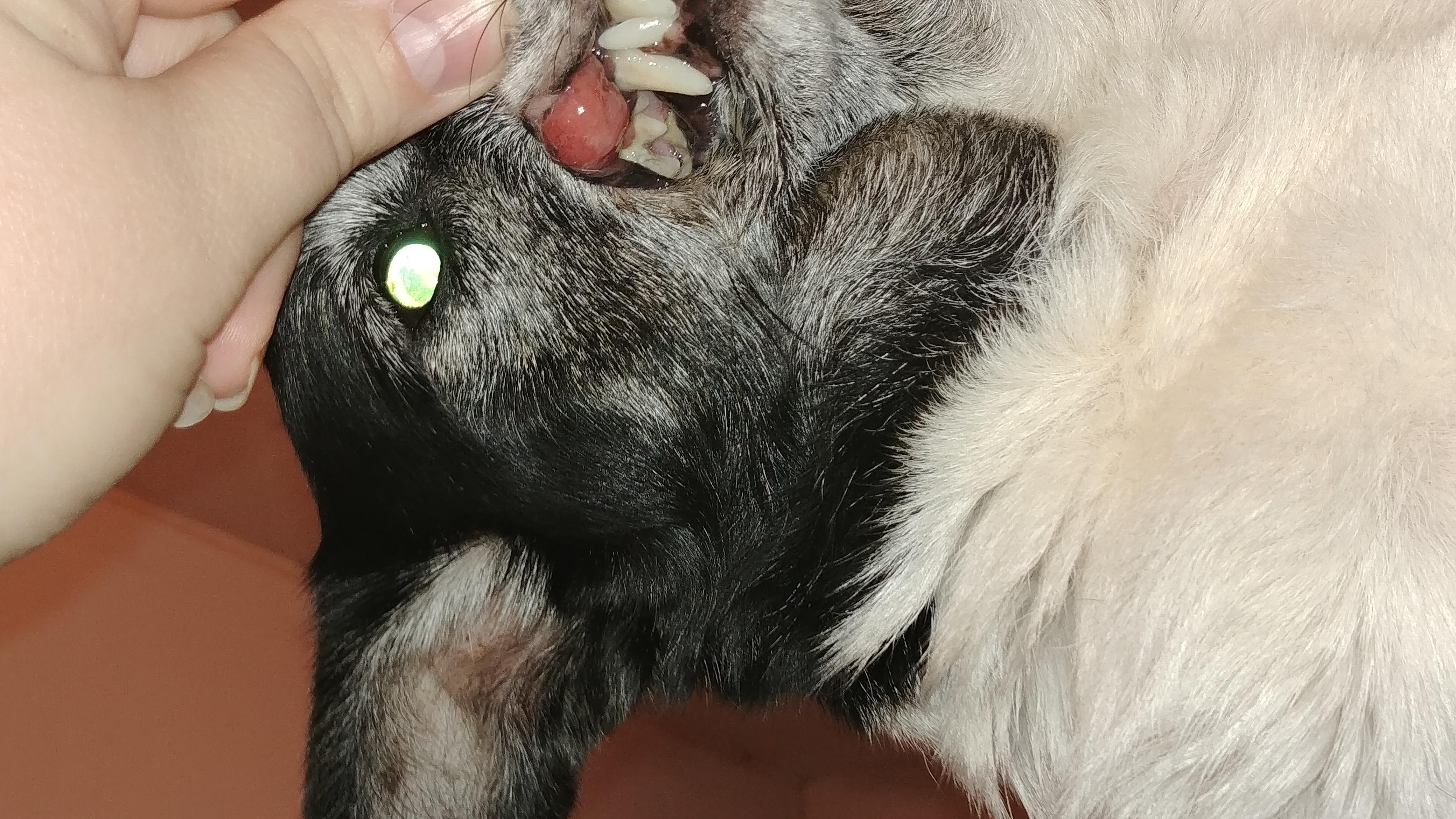 Is a painless red lump on your old dog's lip serious? | Petco