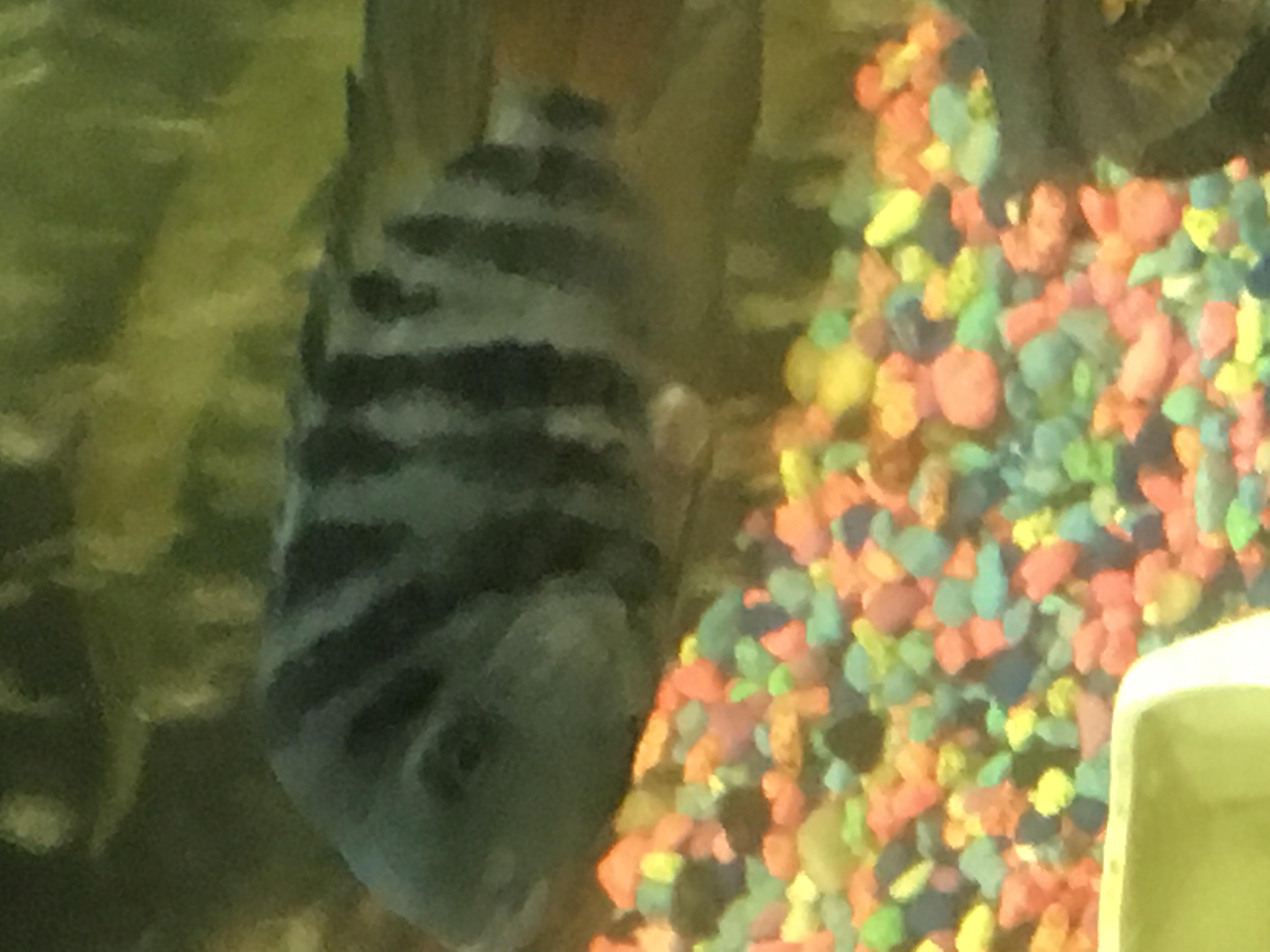 My Fish Has Open Sores & Bulging Skin From Bites. What To Do? | Petco
