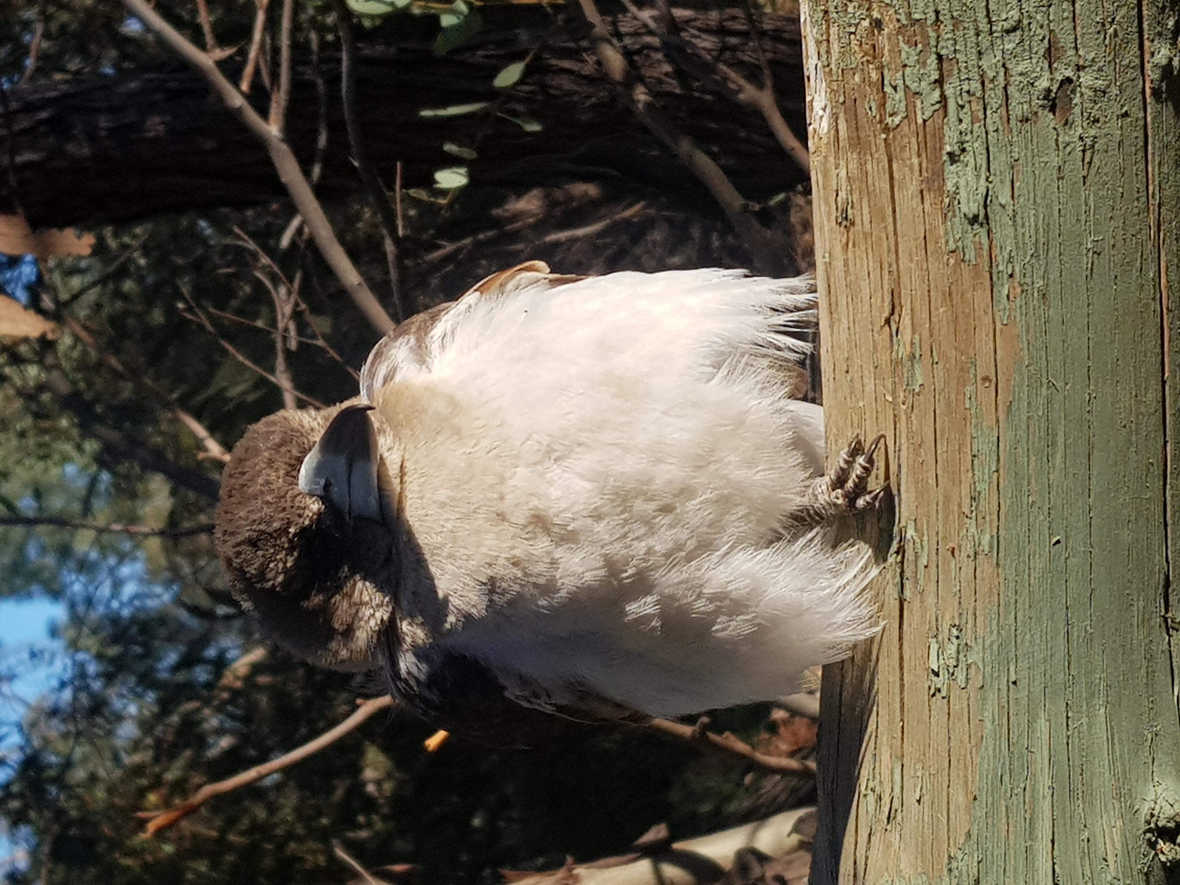 Wild Bird Swollen Feet & Swallowing Issues: Is It Diet? | Petco