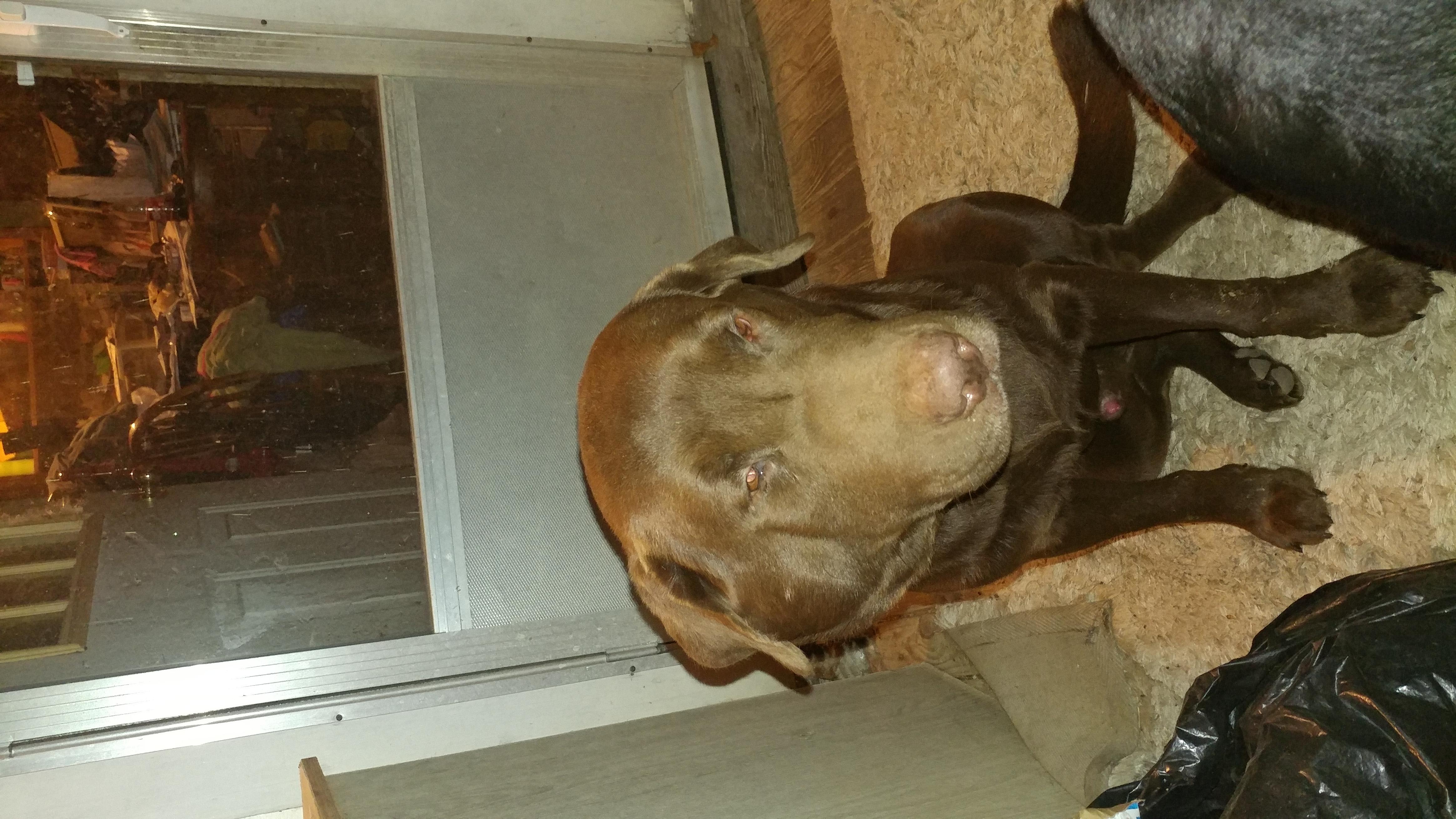 Why is my dog's neck hard and lumpy with a swollen mouth? | Petco