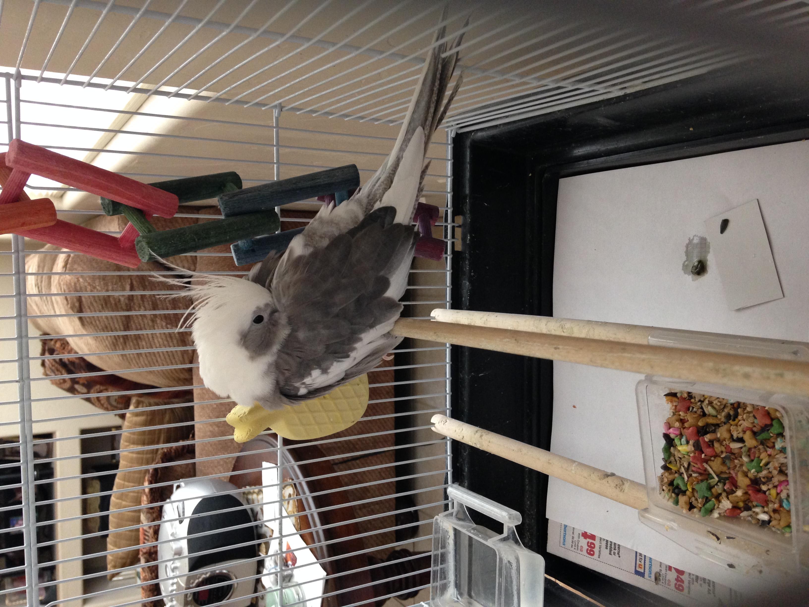 Identify Healthy Pet Bird Signs & How to Check Your Bird's Health | Petco