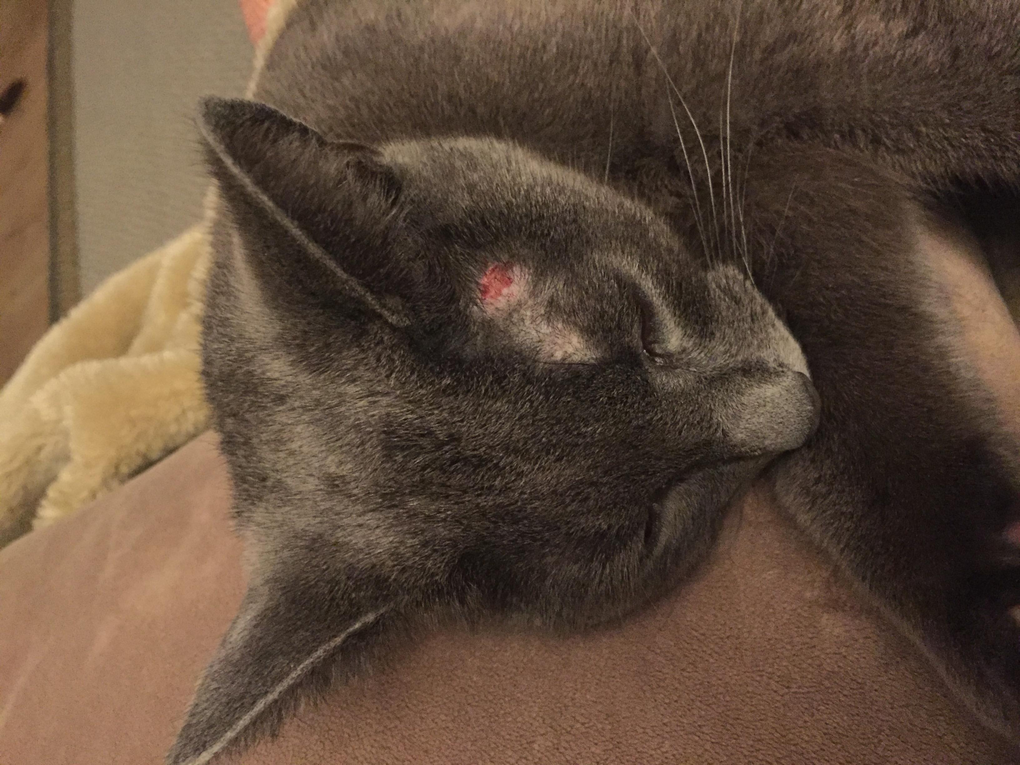Why is my indoor cat scratching ears, causing bald spots and cuts? | Petco
