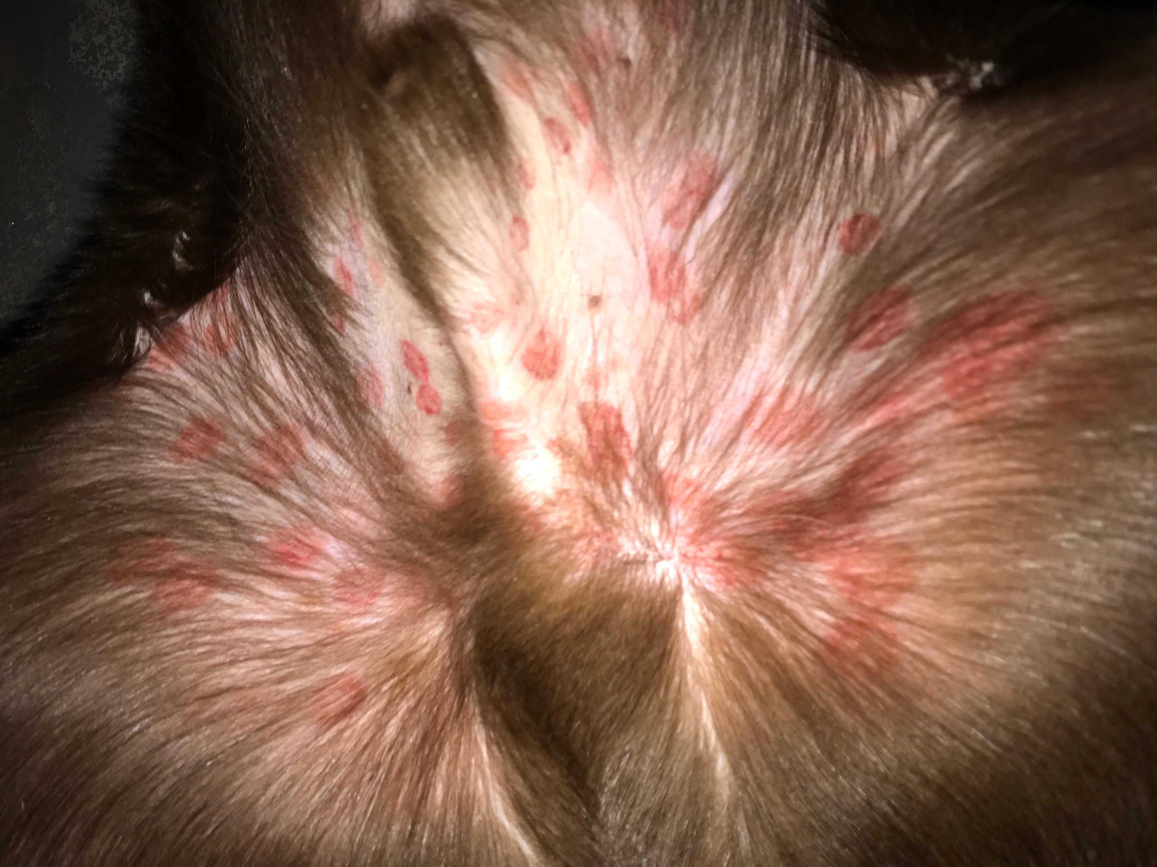 My dog has red spots on genitals after being outside? | Petco