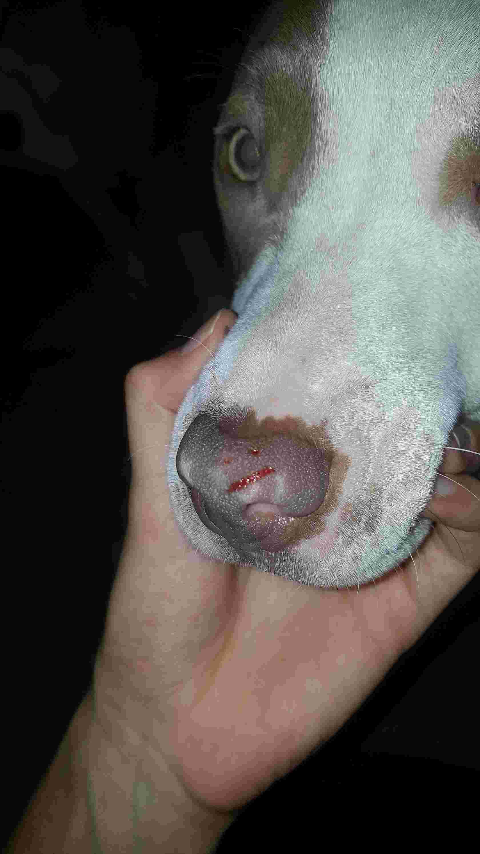 Dog Nose Scratch: Can You Use Neosporin? What if She Licks It? | Petco