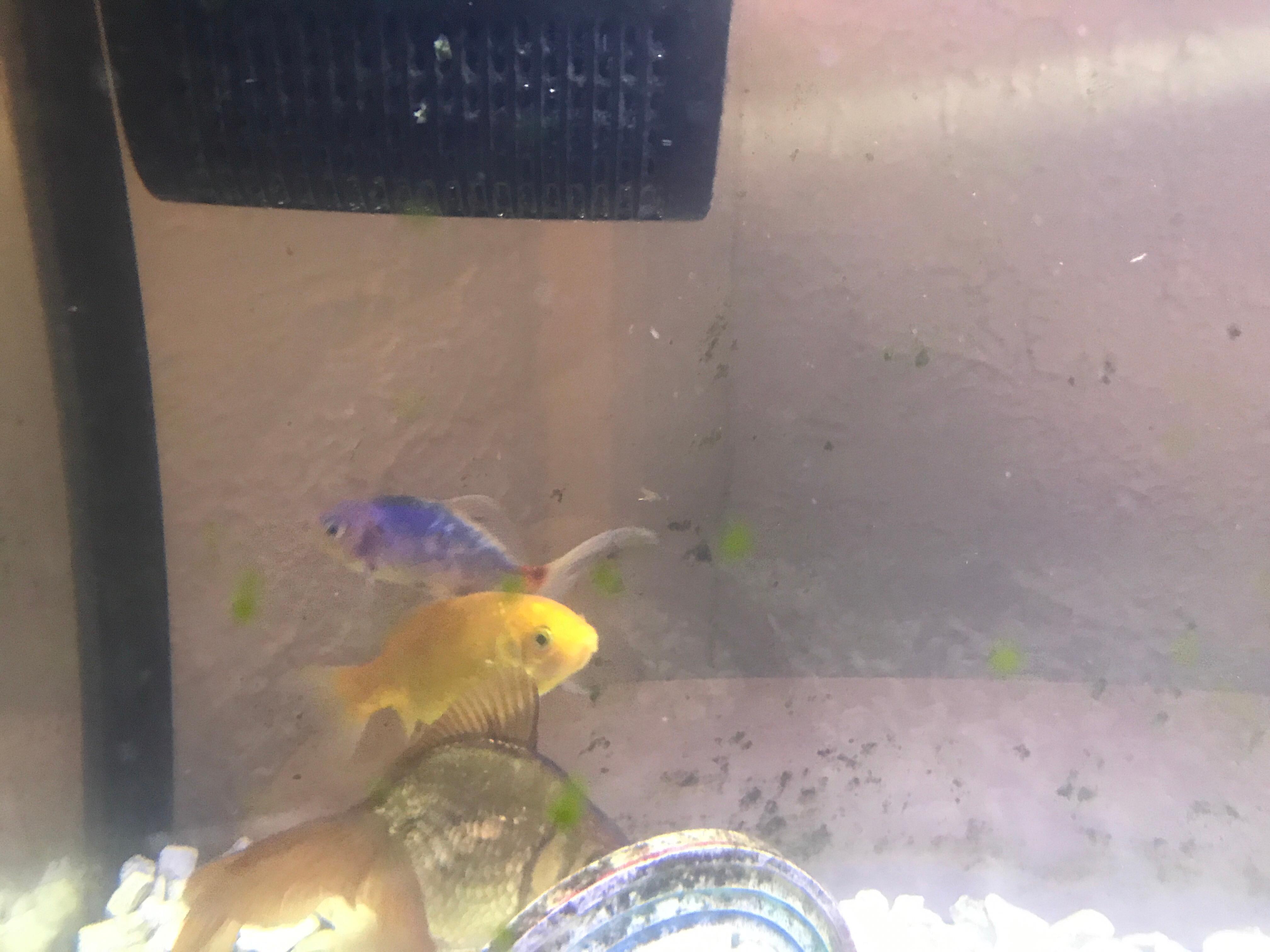 Why is my fish resting at the bottom and can't open its mouth? | Petco