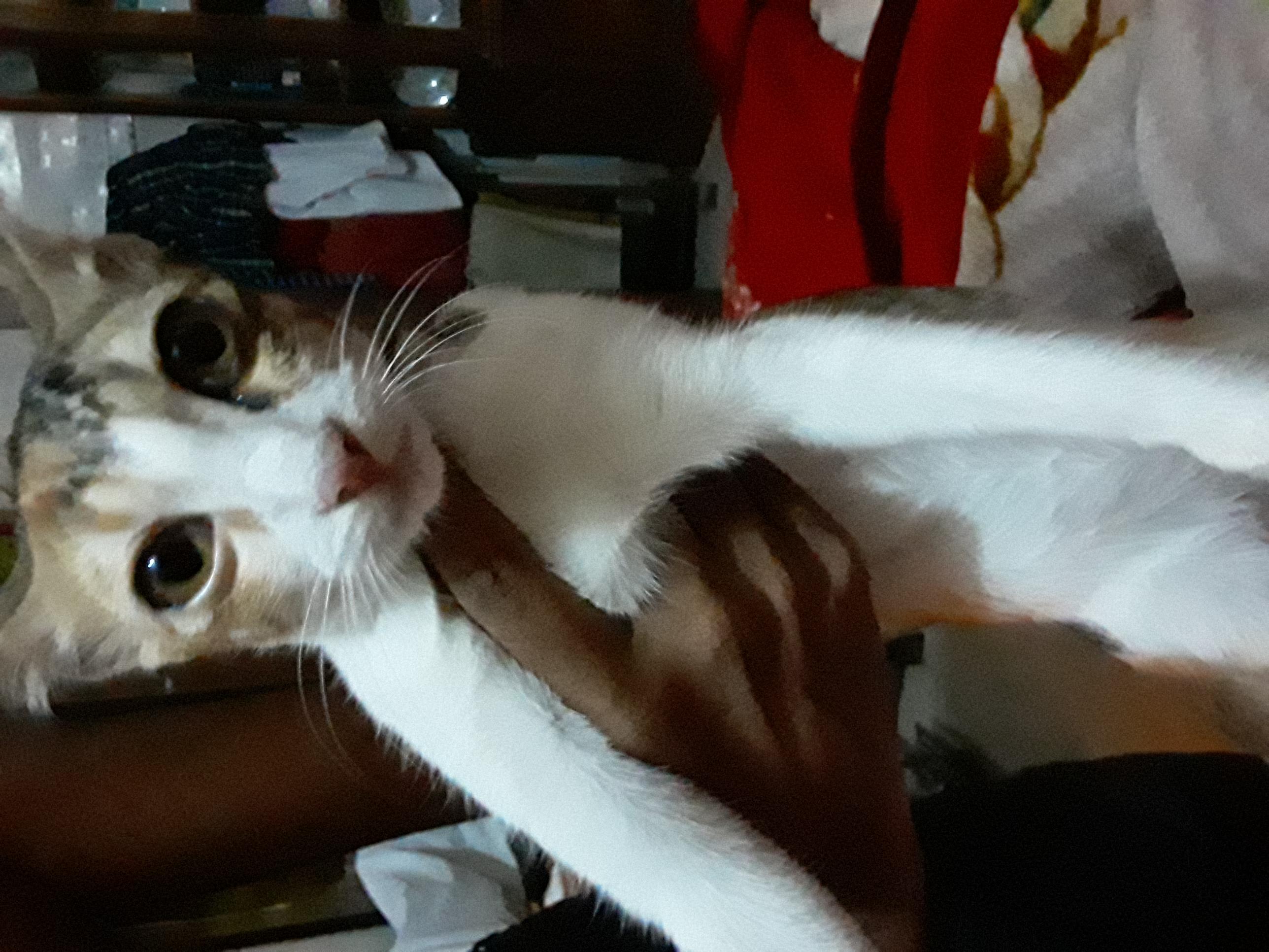 Why Is My Cat Meowing, Rubbing, & Acting Weird? Is She in Heat? | Petco