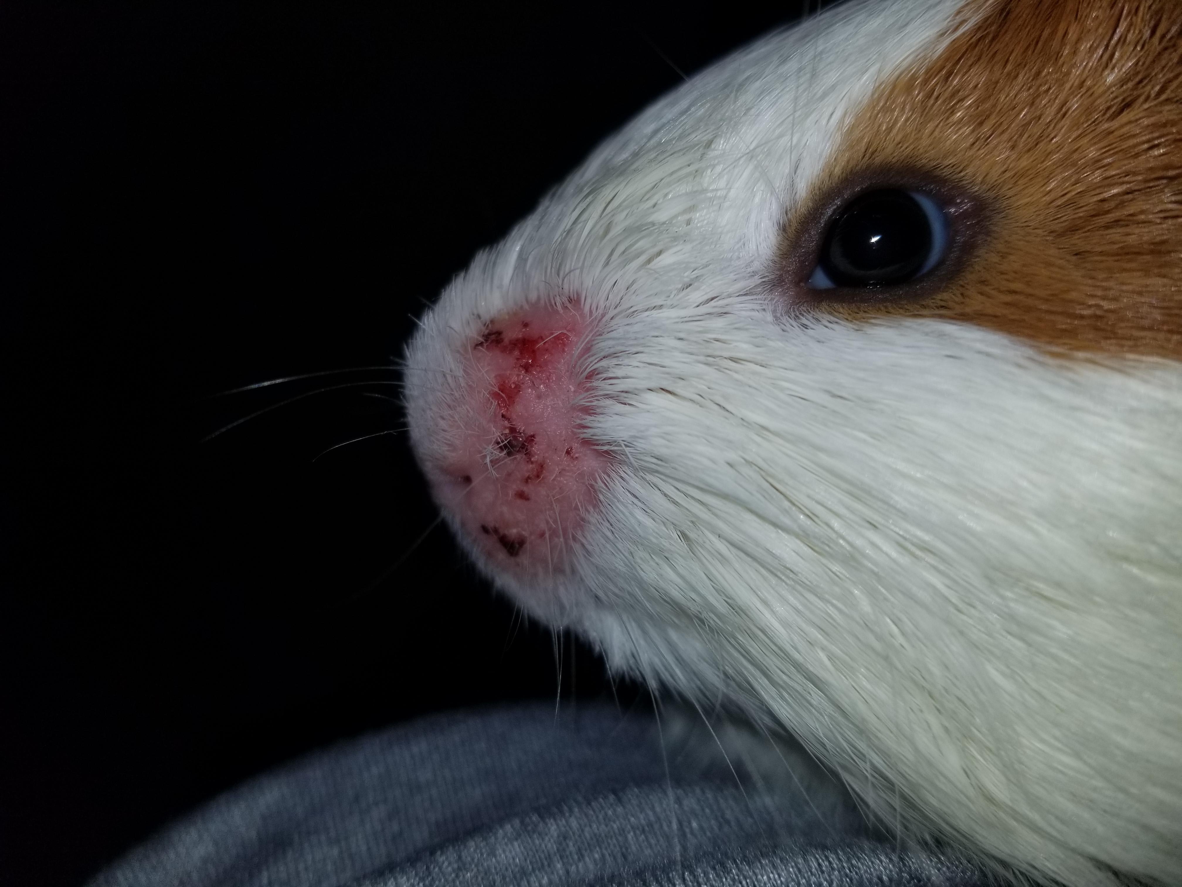 Why Does Your Guinea Pig Have a Bald Spot? Should You Worry? | Petco