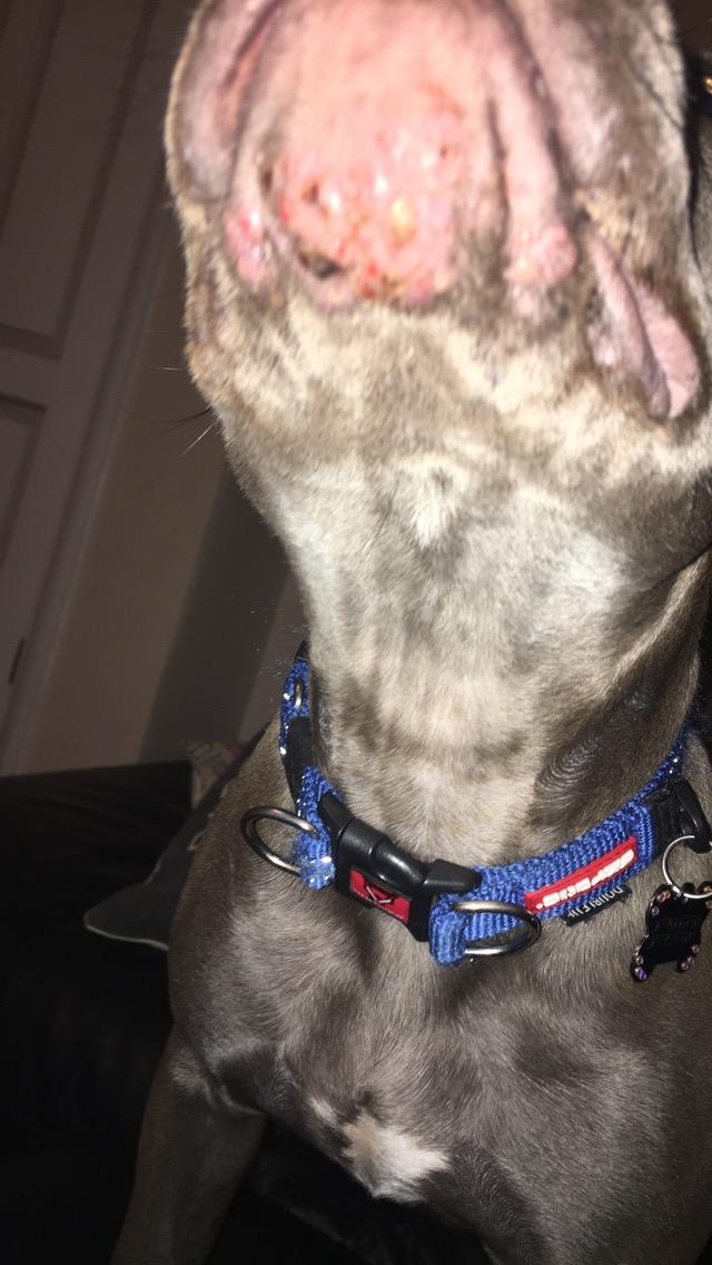 My puppy has sore spots on his chin. Is it puppy acne? Find out | Petco