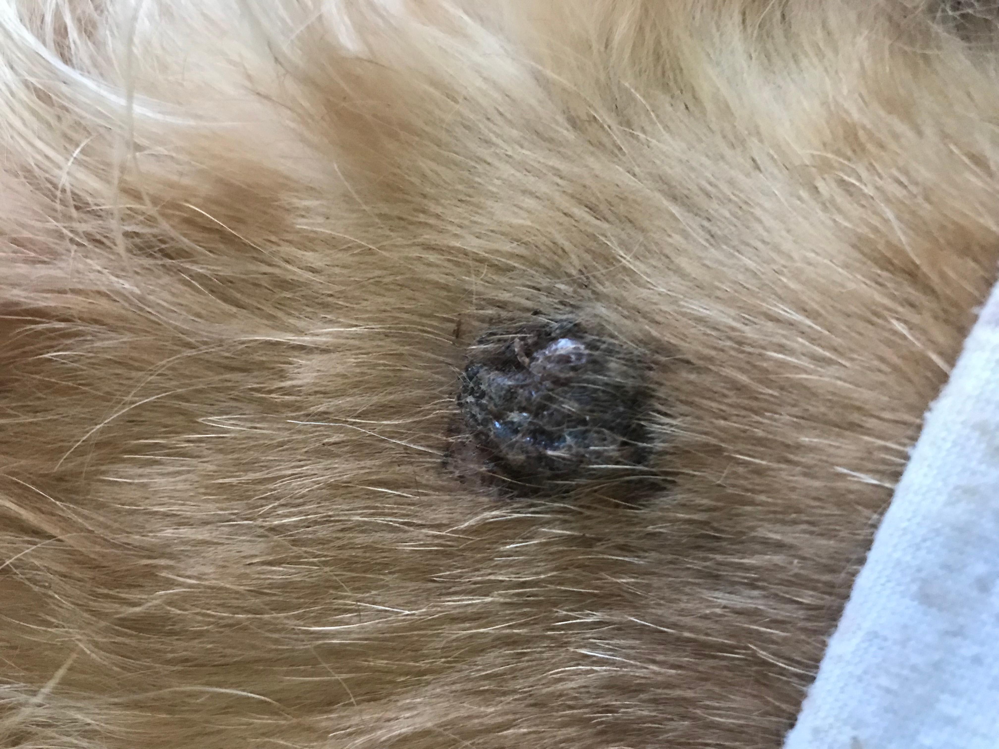 My dog has a non-healing scab with pus and a growth. What is it? | Petco
