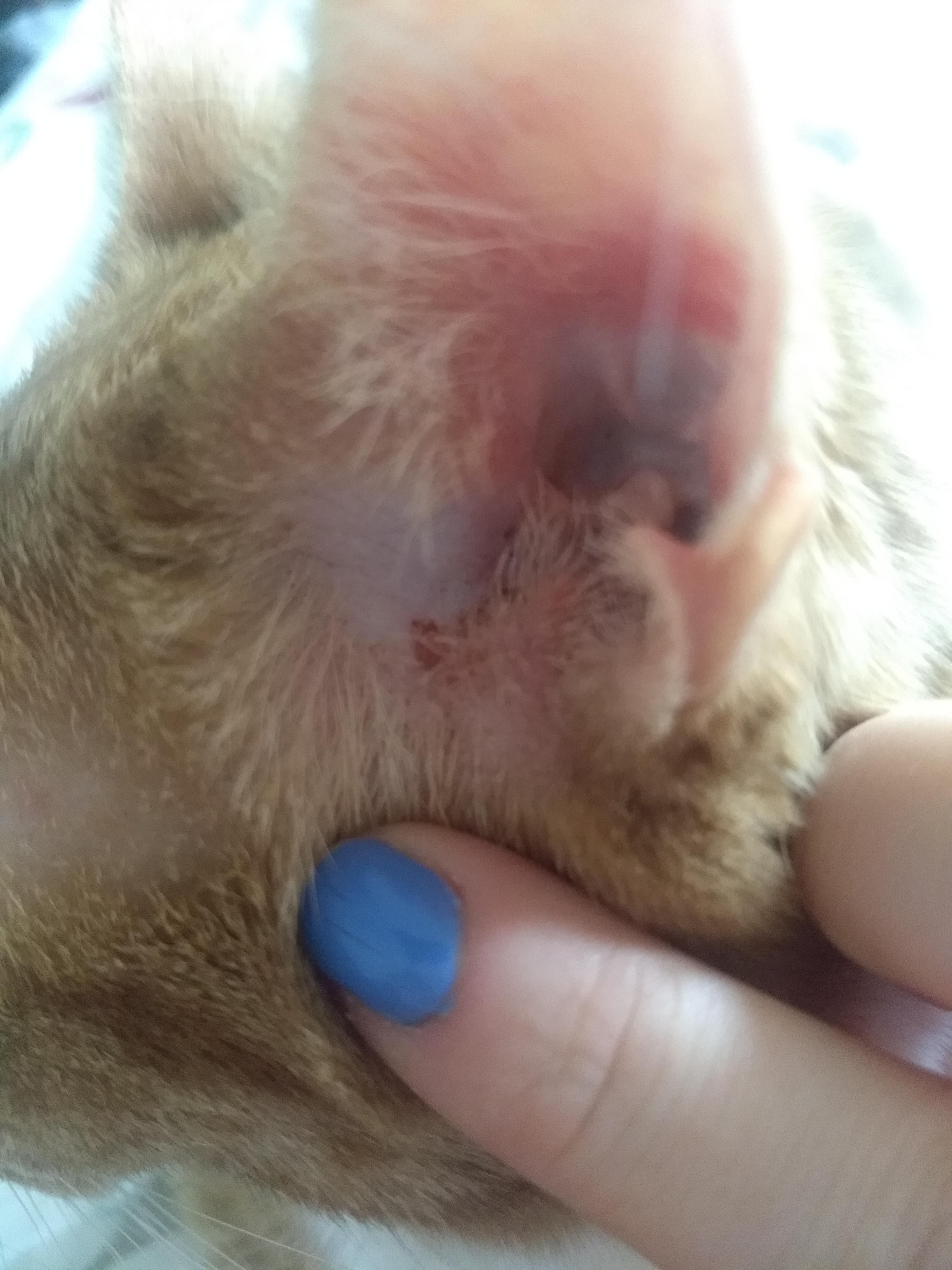 Cat has red crusty discharge on ears, mouth, eyes? Find out why | Petco