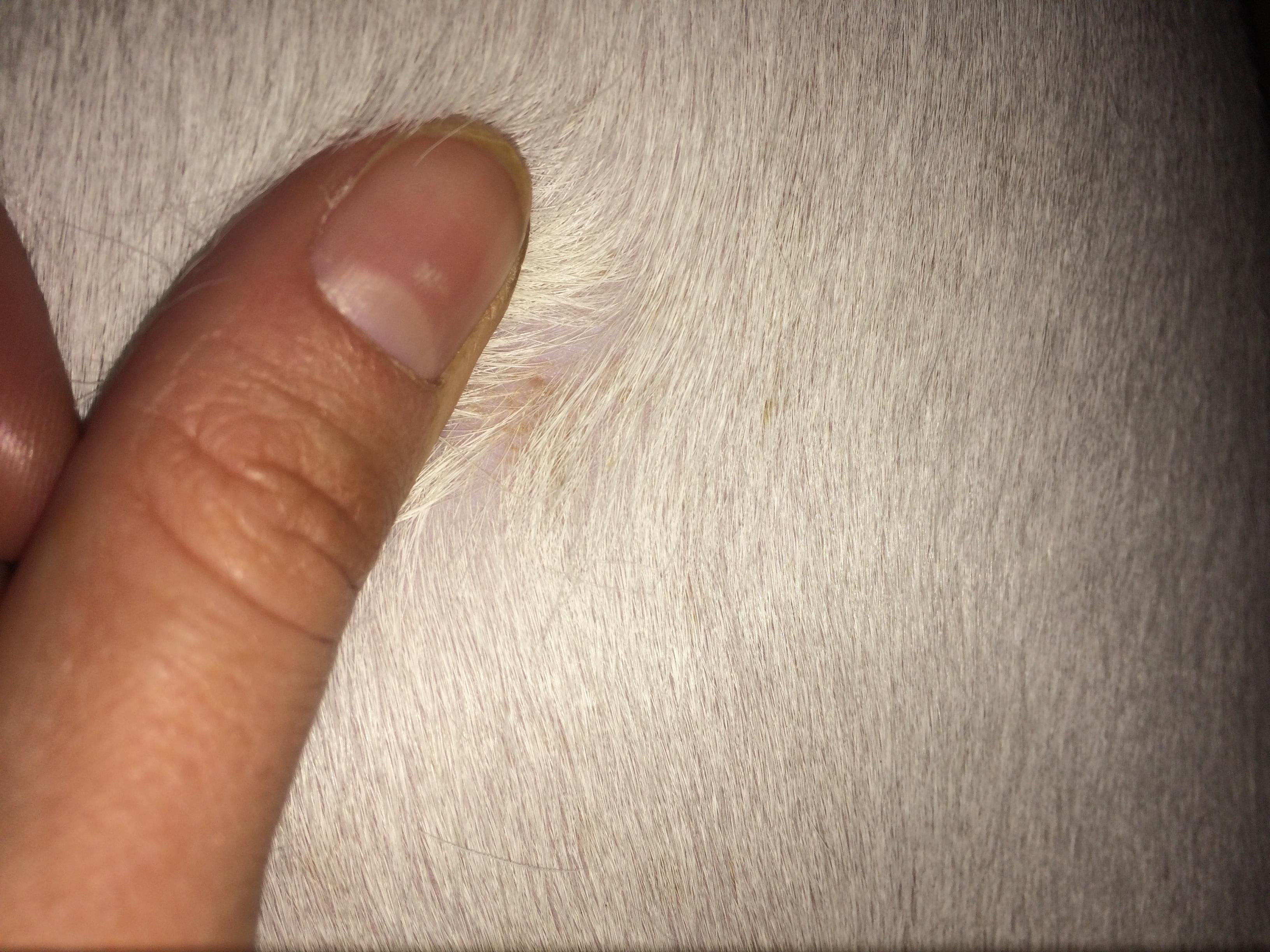 Hi, my dog has yellow crusty patches on his skin. | Boop by Petco