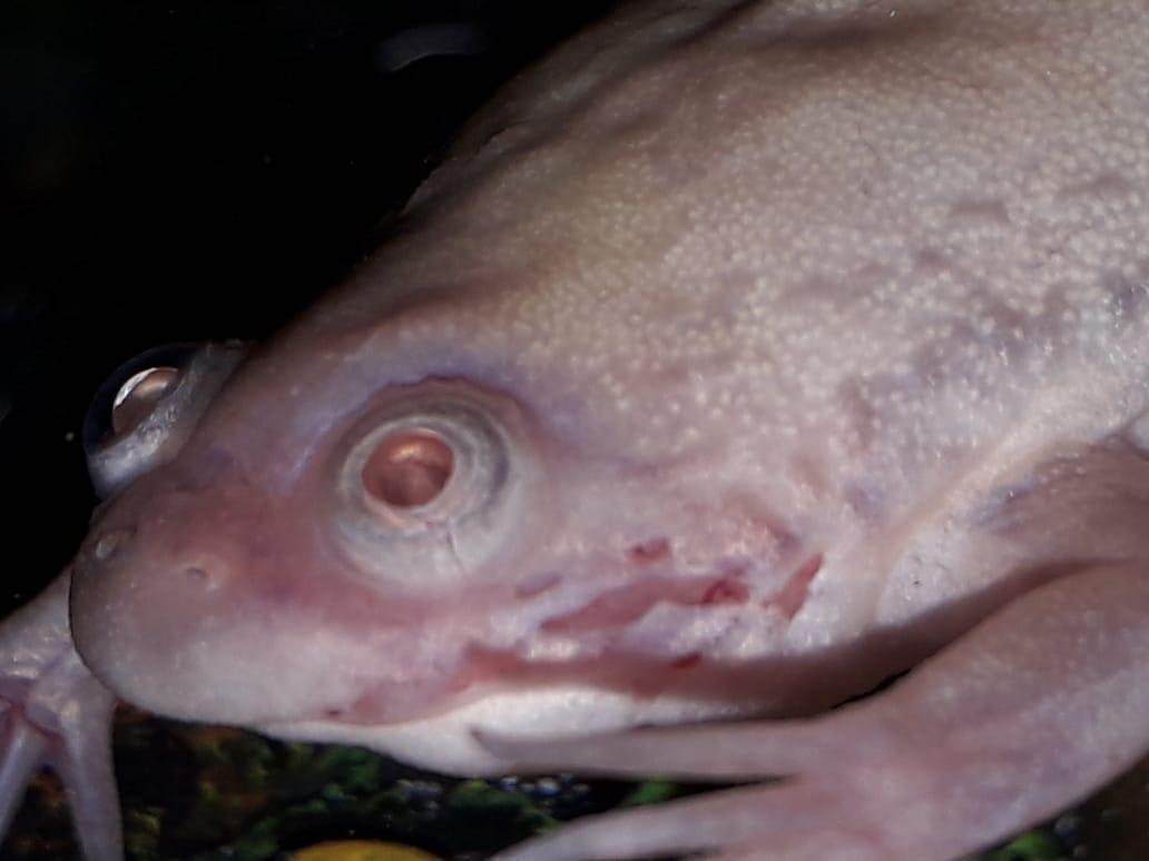 How to Treat African Clawed Frog Skin Wounds with Tetracycline? | Petco