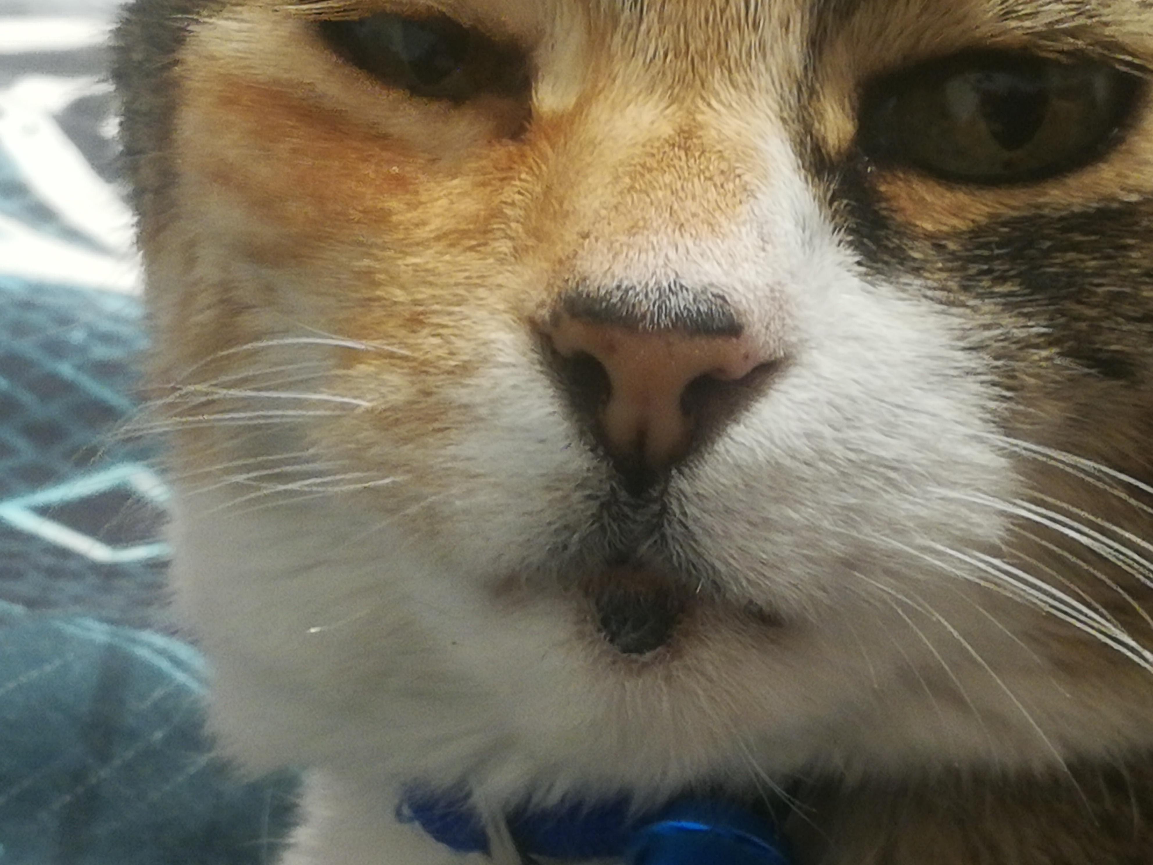 My cat has a recurring black lumpy scab on her chin. What's it? | Petco