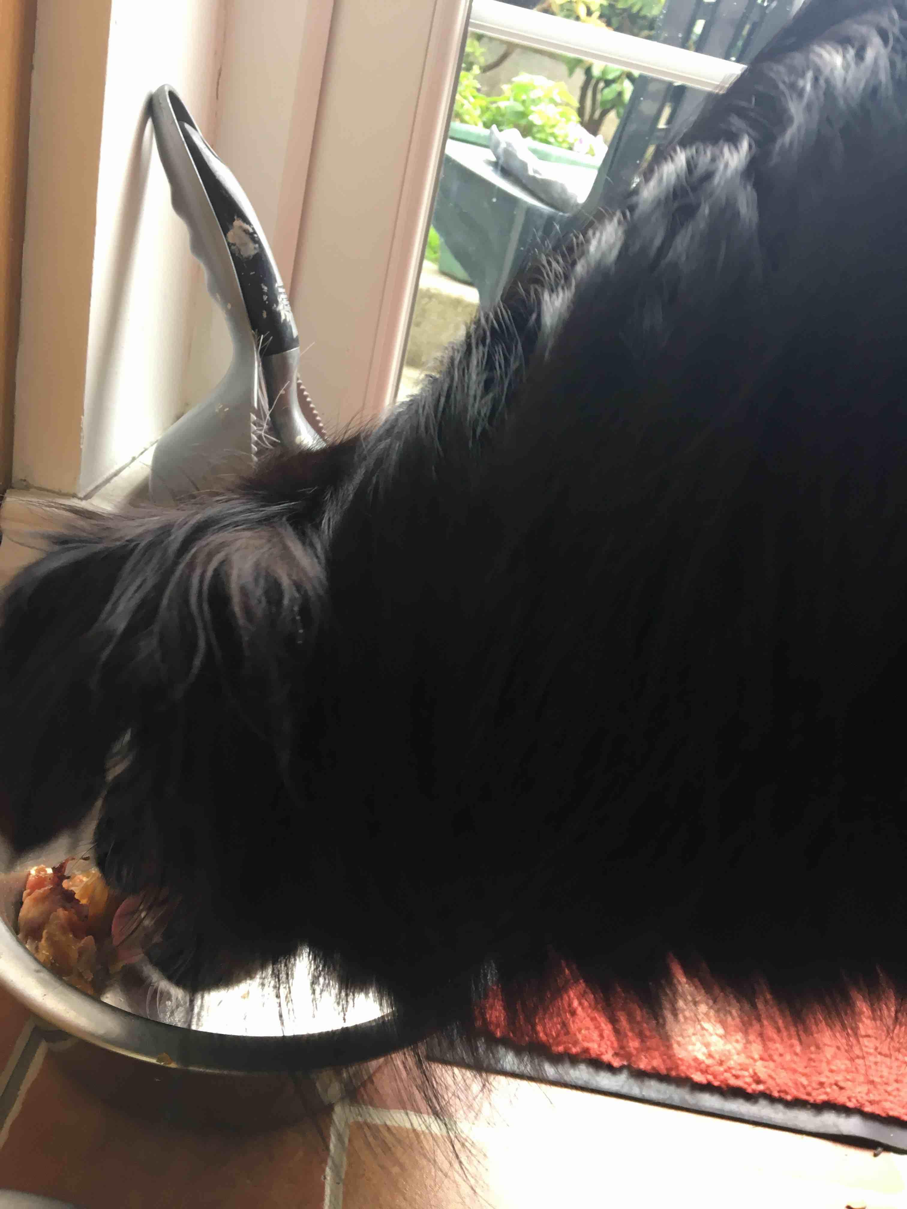 Why Does My Dog Bite Hands? Causes & How to Stop It | Petco