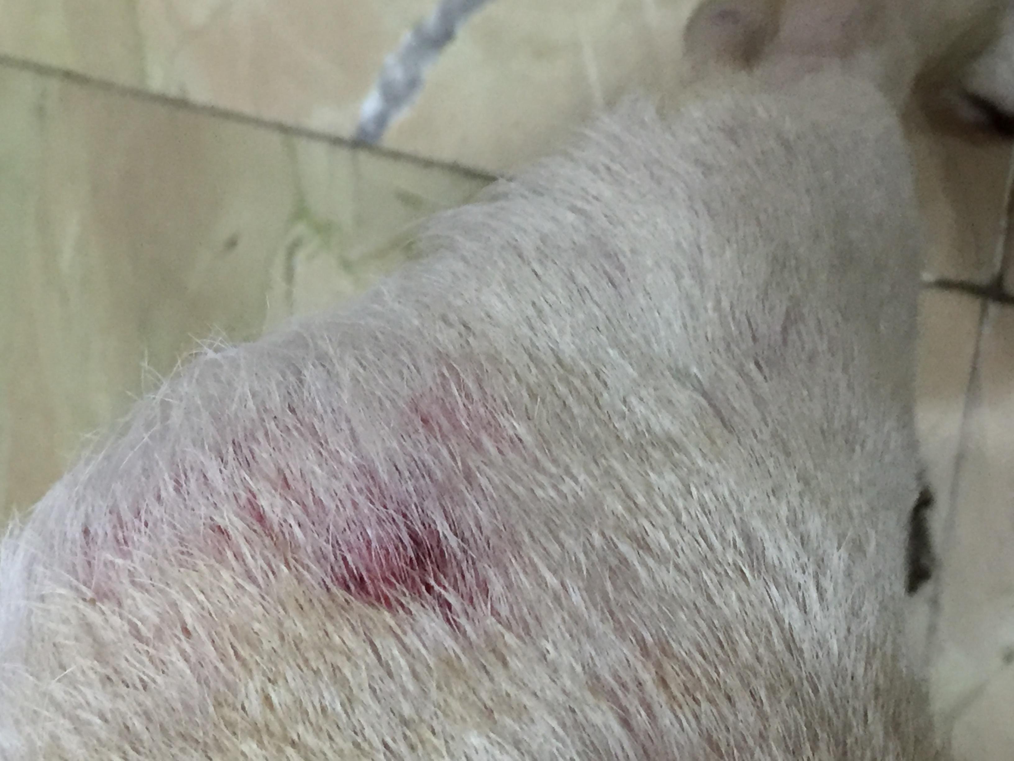 Why is my pug itching so badly it's bleeding? Vets can't fix it! | Petco