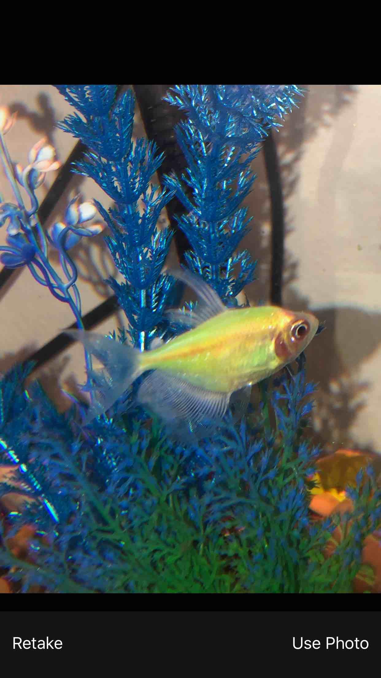 Why Does My Tropical Tetra Have a Cut Fin? Fin Rot or Injury? | Petco
