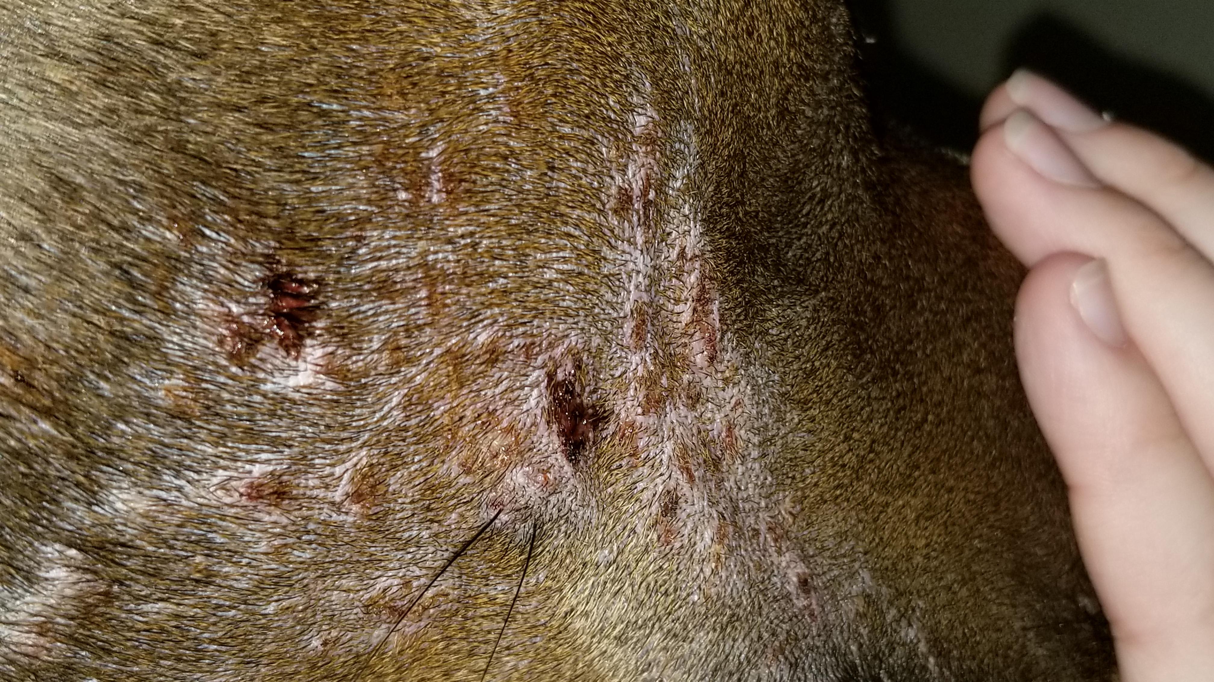 What are these scabby bumps on my dog's cheek and how to treat? | Petco