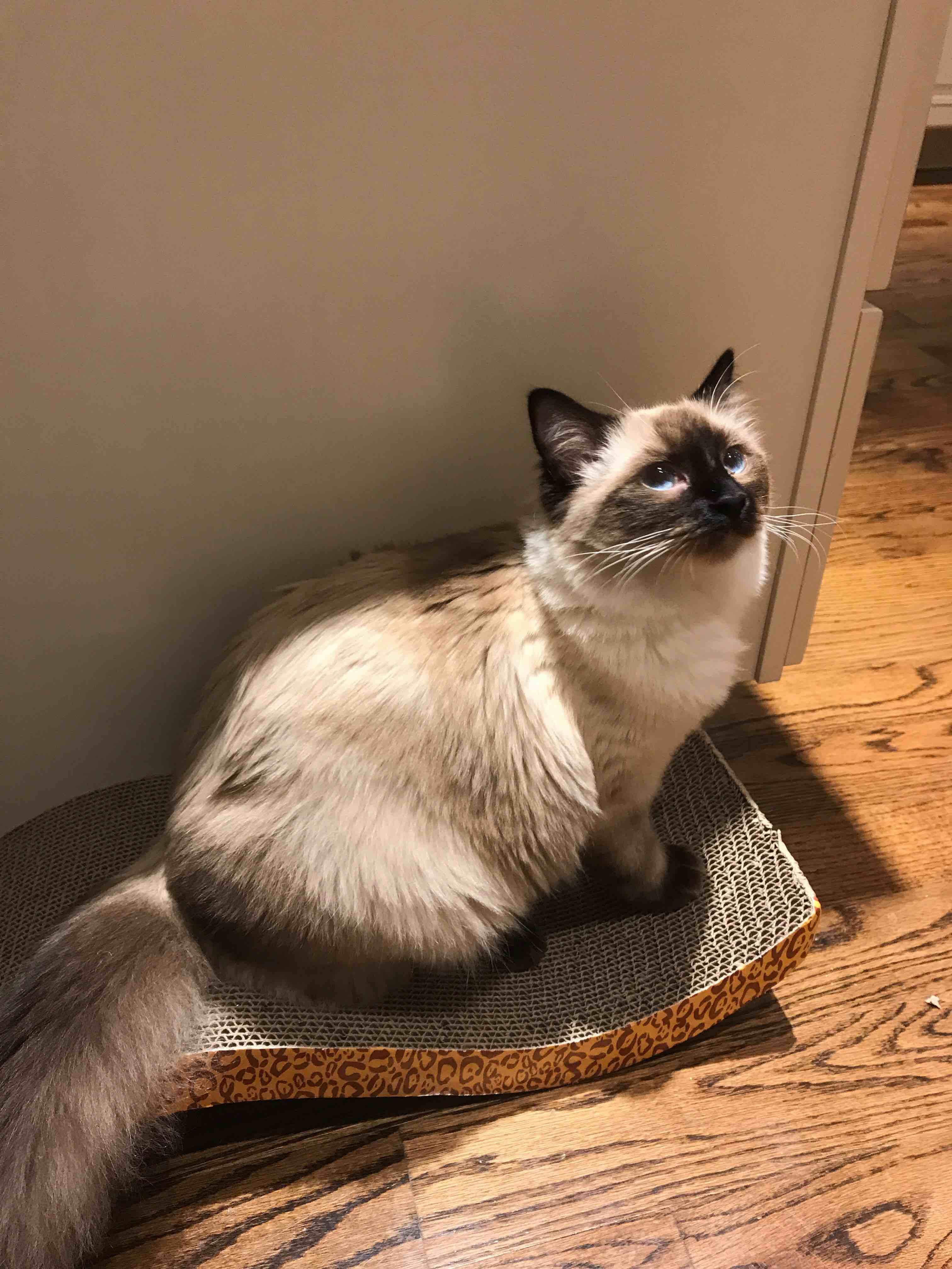 Is my 8-month-old Ragdoll cat overweight or ideal at 10 pounds? | Petco