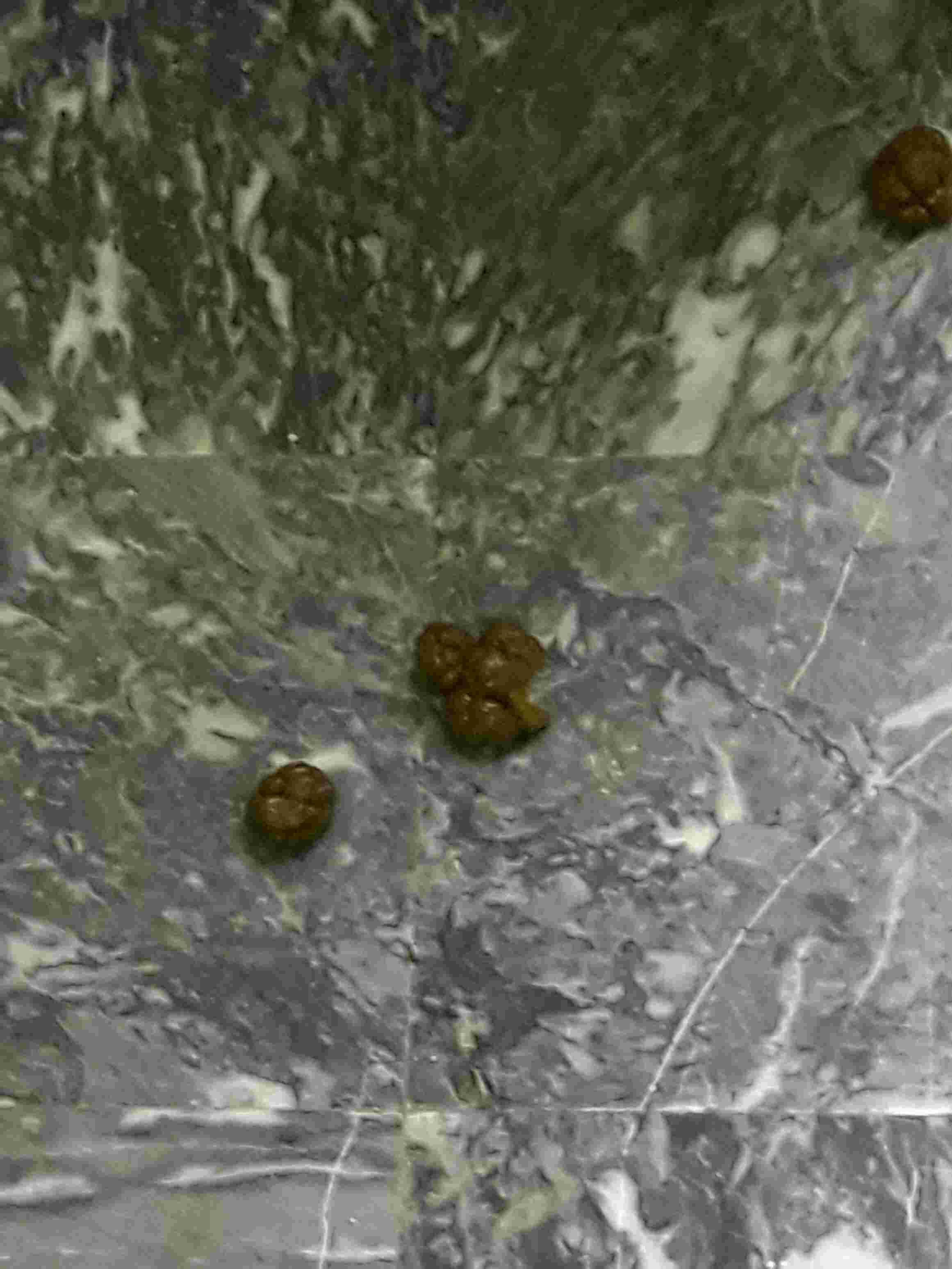 My Goat's Poop is Clumpy: Health Issue? What to Do Now | Petco