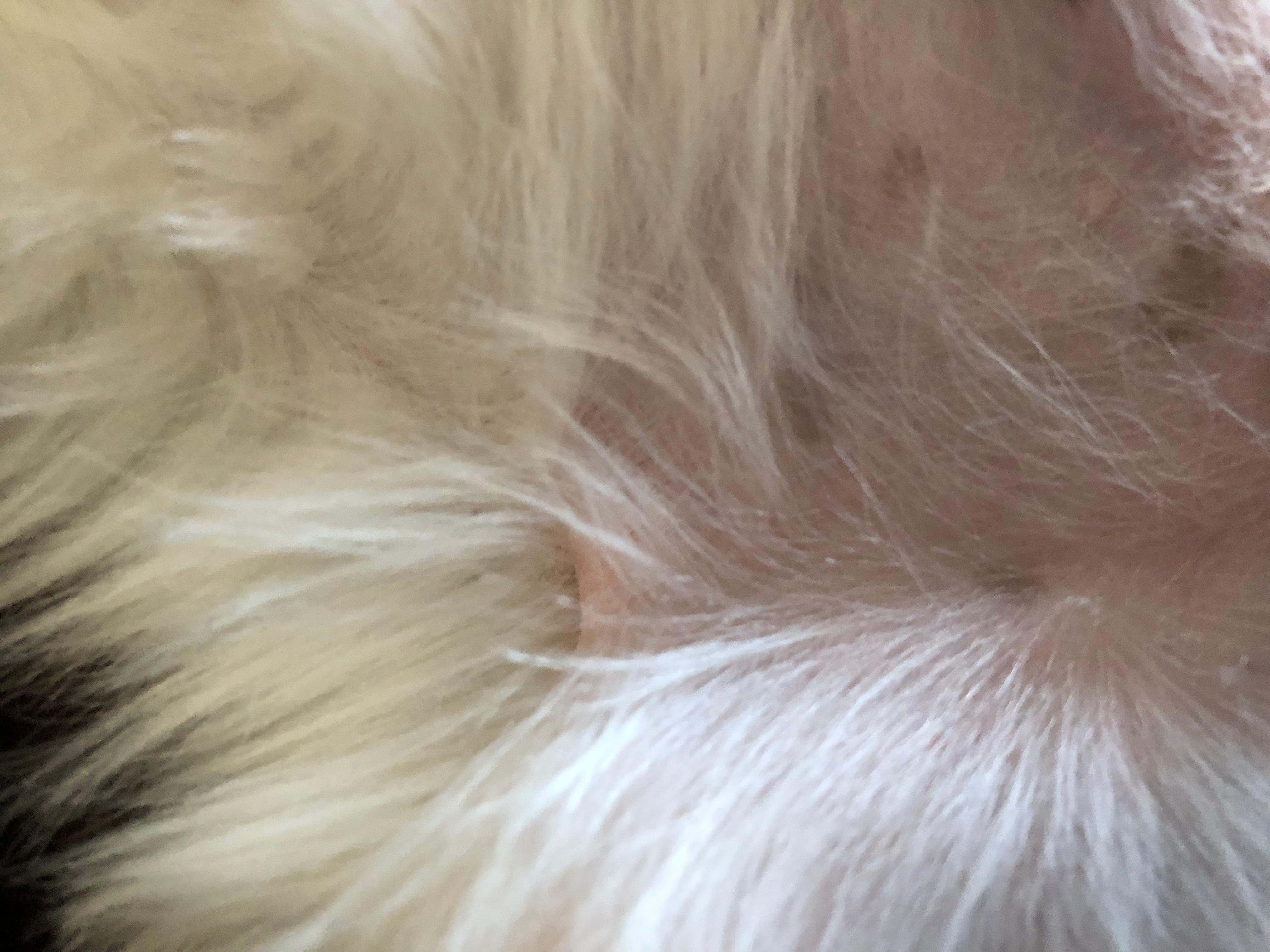 Why Does My Maltese Puppy Have Dark, Itchy Spots on His Belly? | Petco