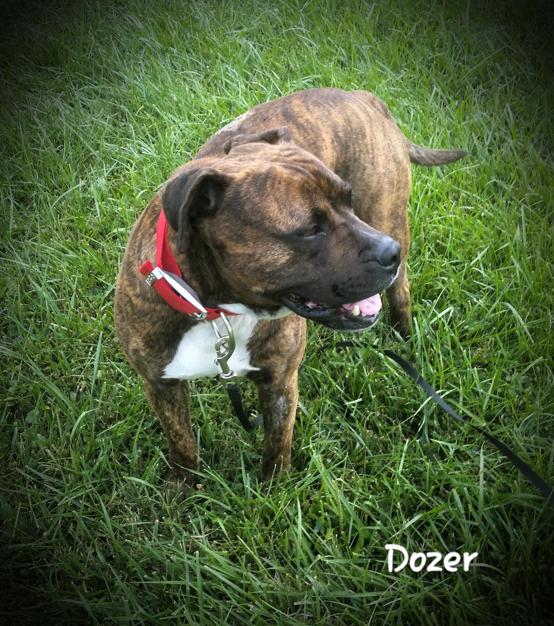 Dog with heartworm: Can he get doxycycline after his first shot? | Petco