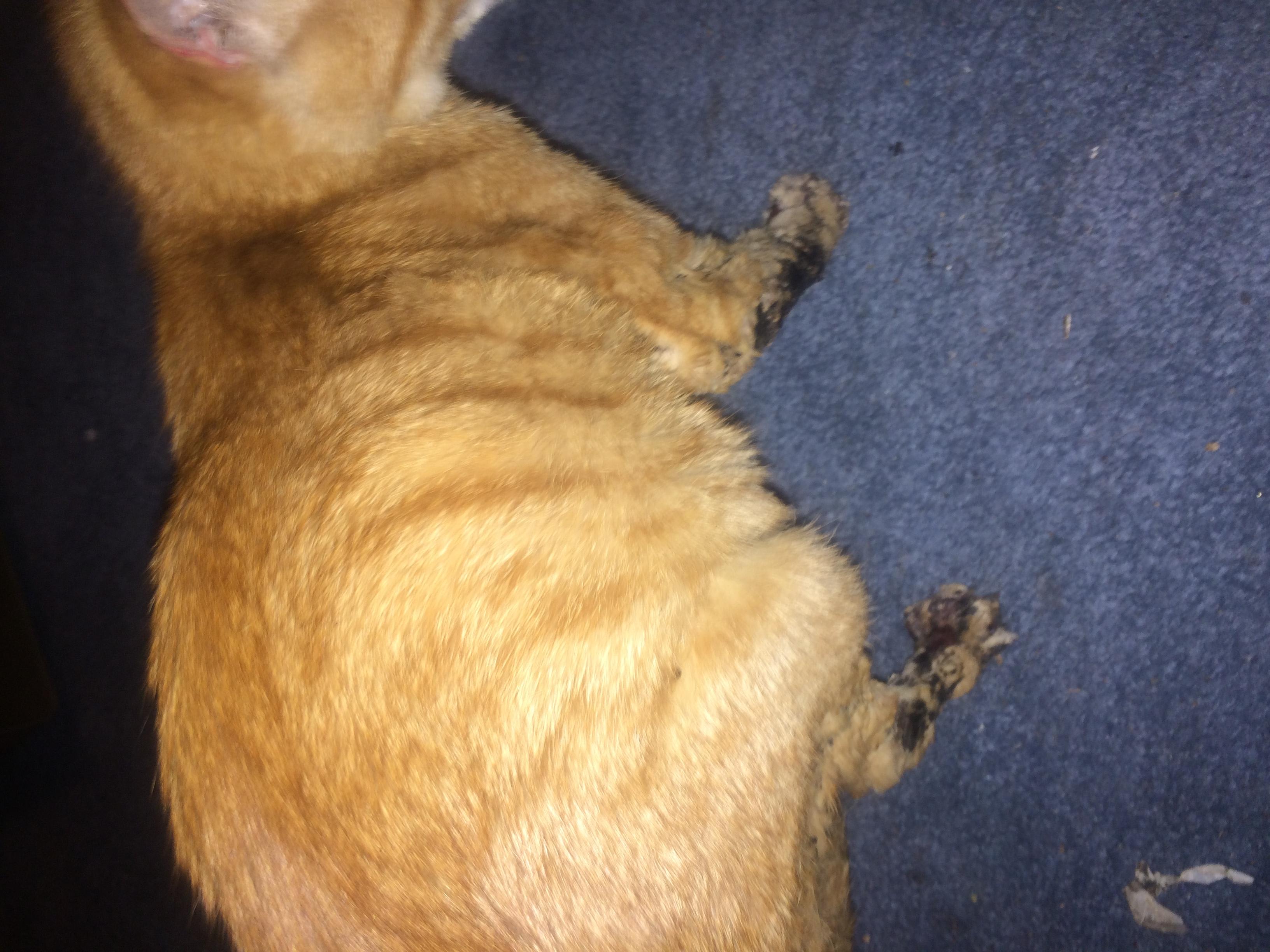 My cat burned 5 days ago, can't poop. Does she need a vet? | Petco