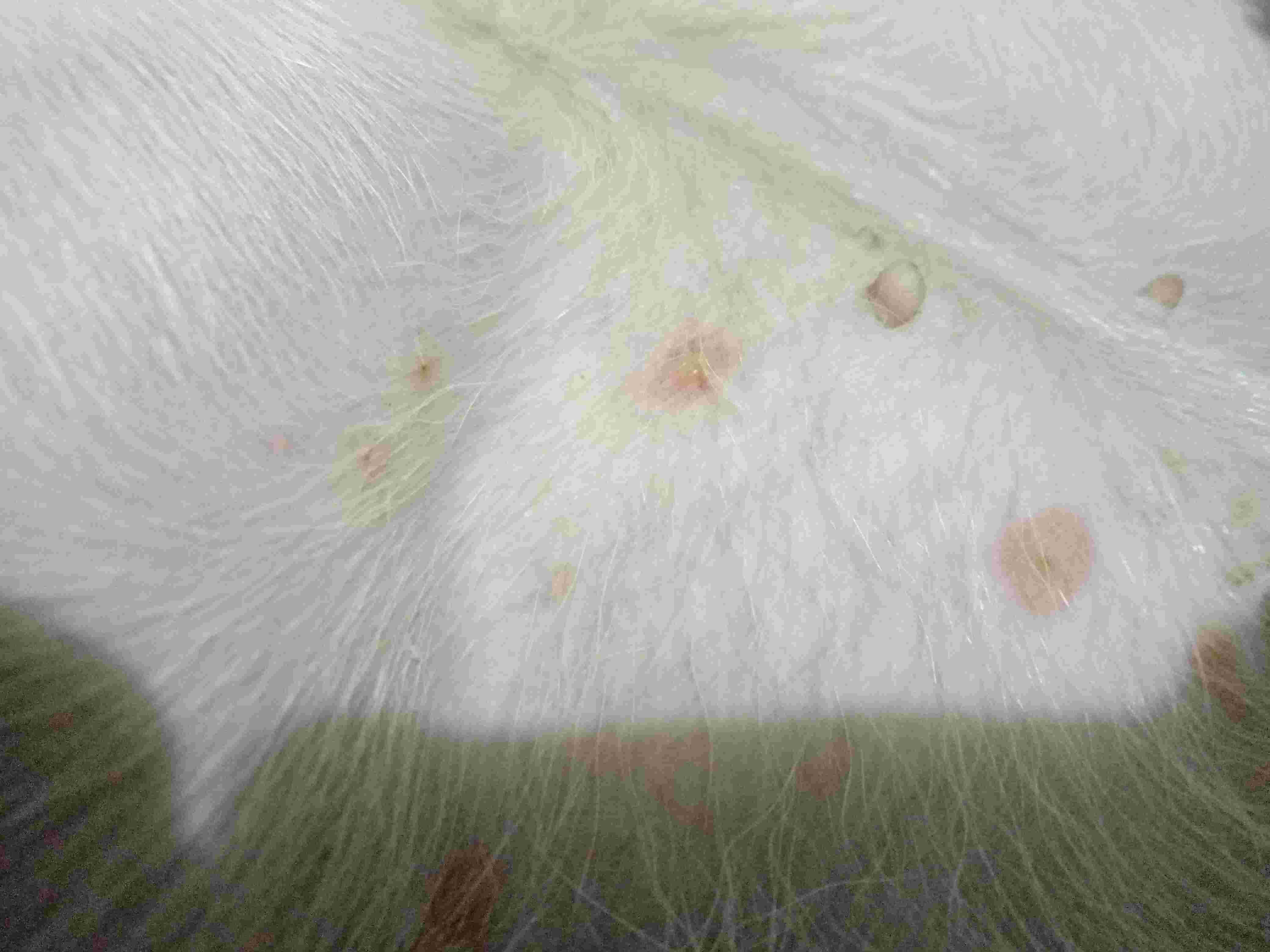 My dog has red spots, pustules, and warts with pus. What is it? | Petco