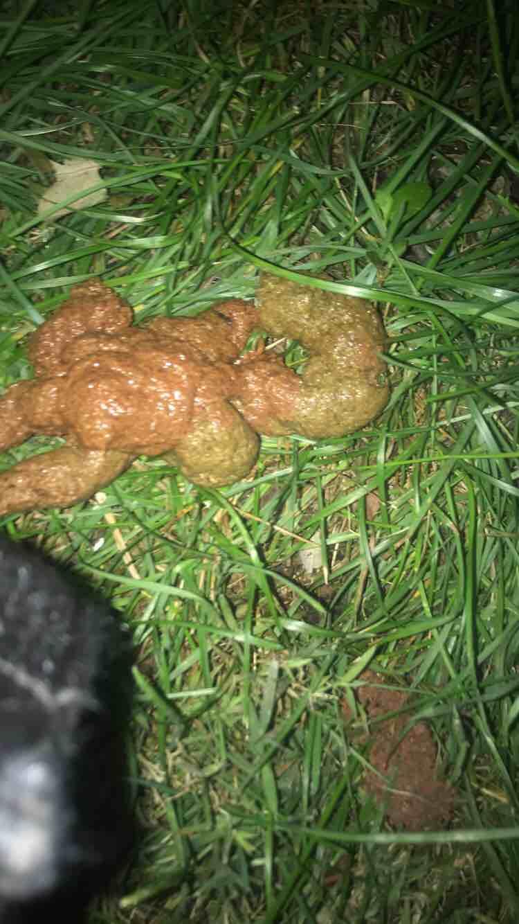 Why is my dog's poop soft, red, or unusual? What should I do? | Petco