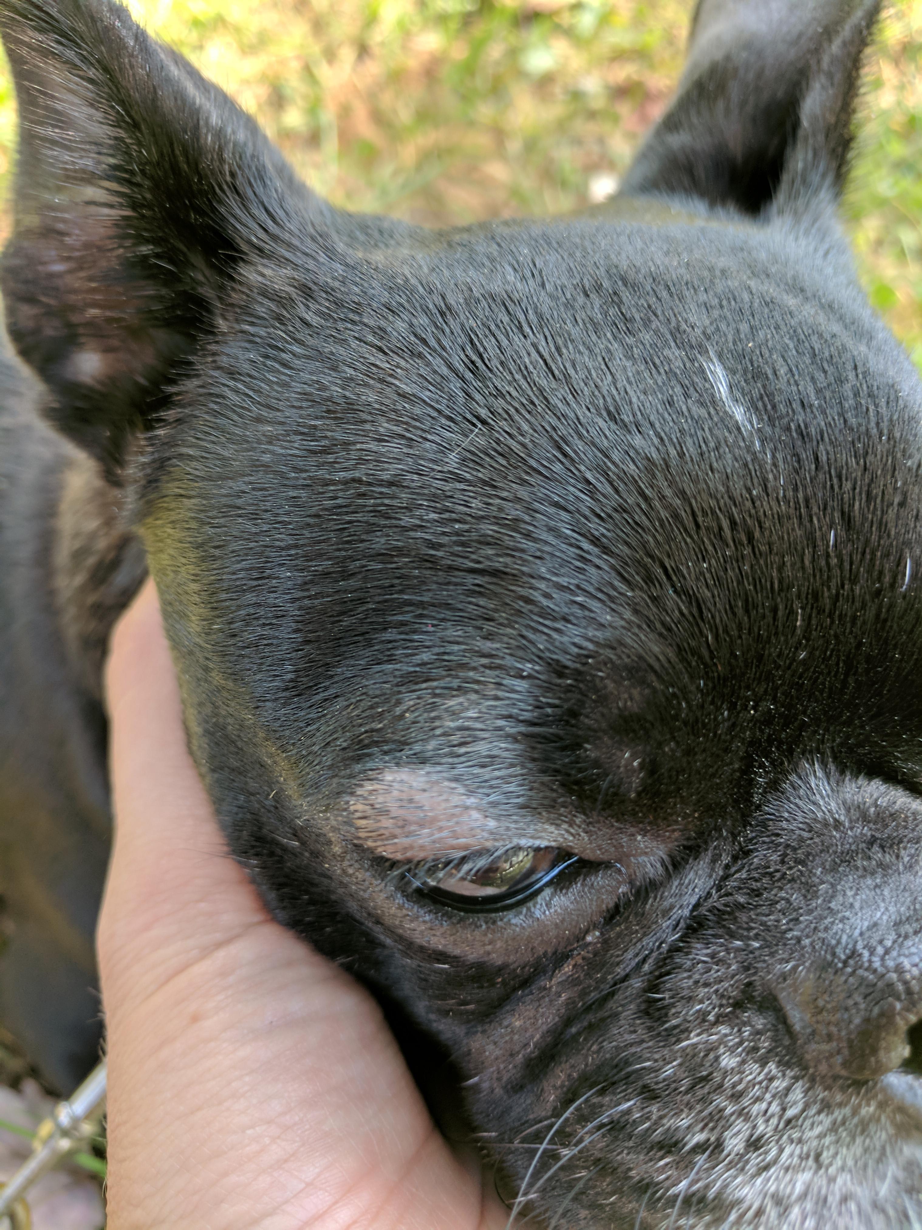 What's That Bump on My Dog's Eyelid? Bite or Allergy? | Petco