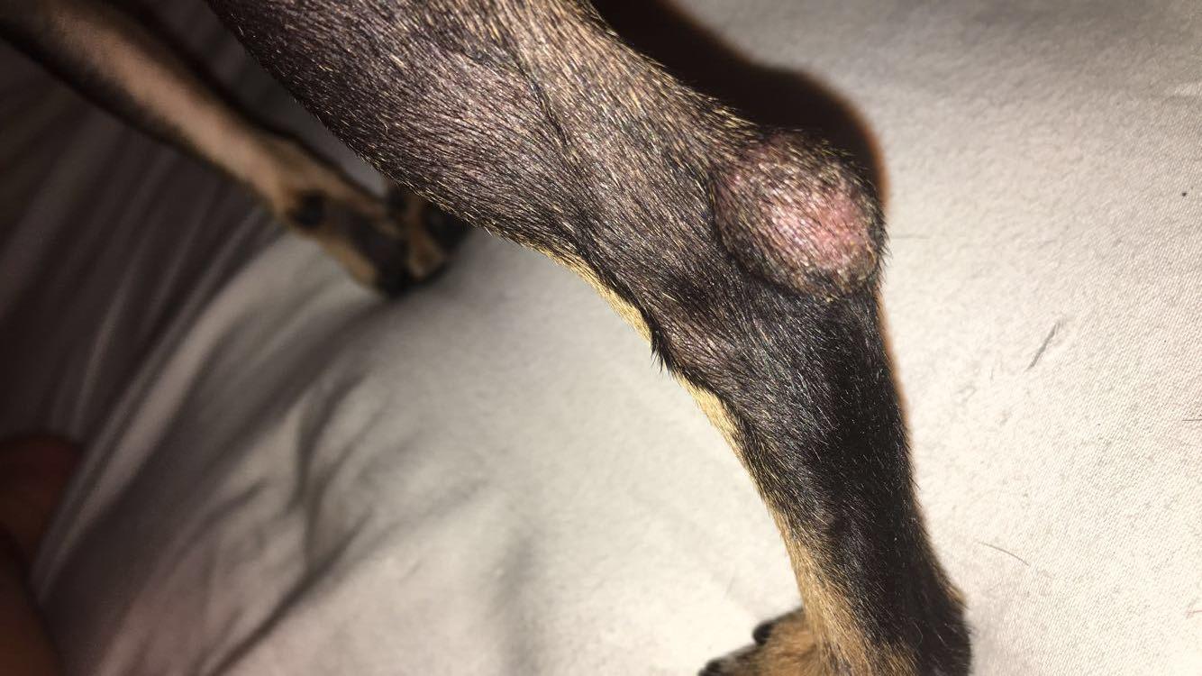 My chihuahua has a marble-sized lump on its leg. What is it? | Petco
