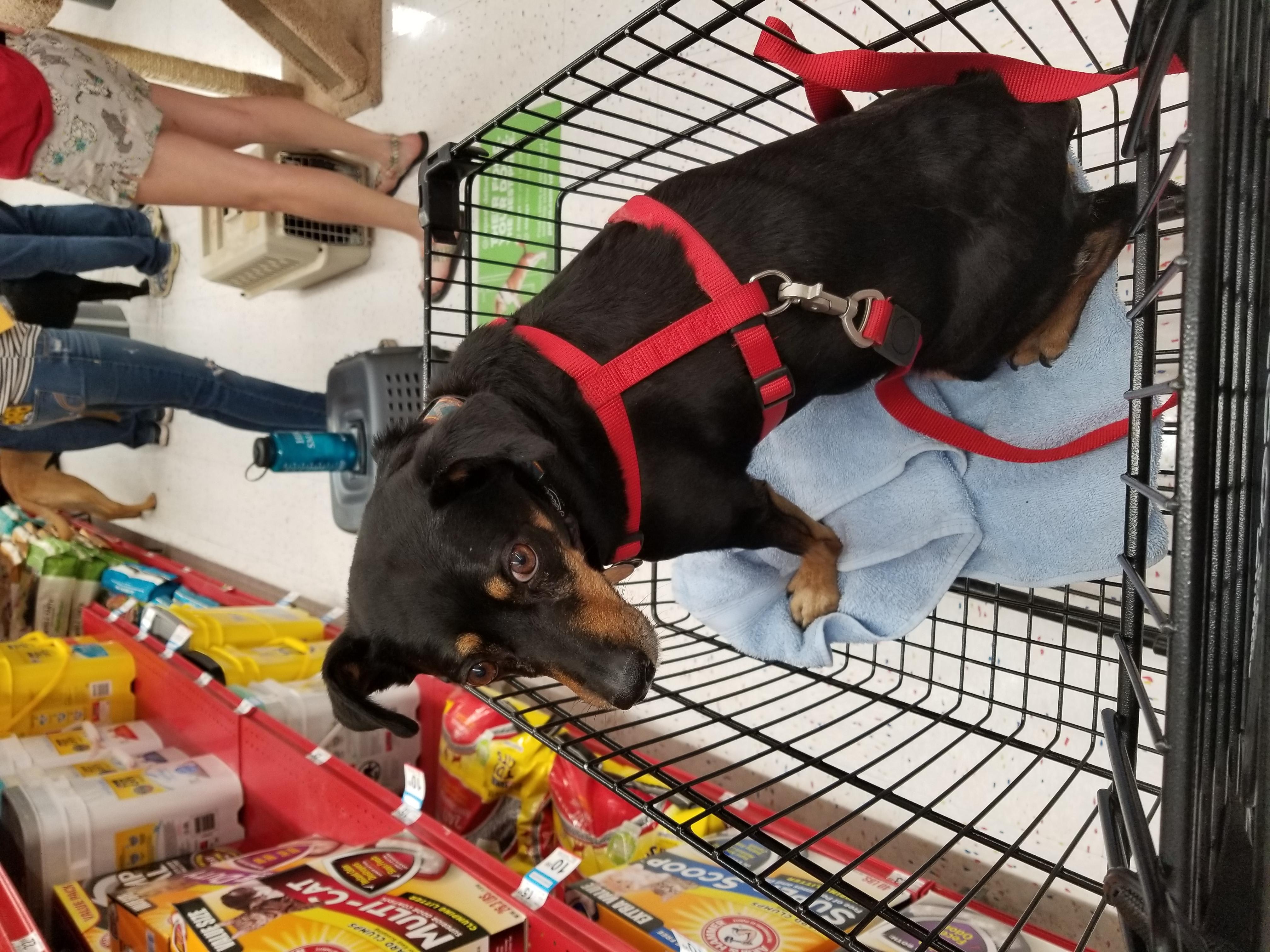 Dog Limping After Shots
