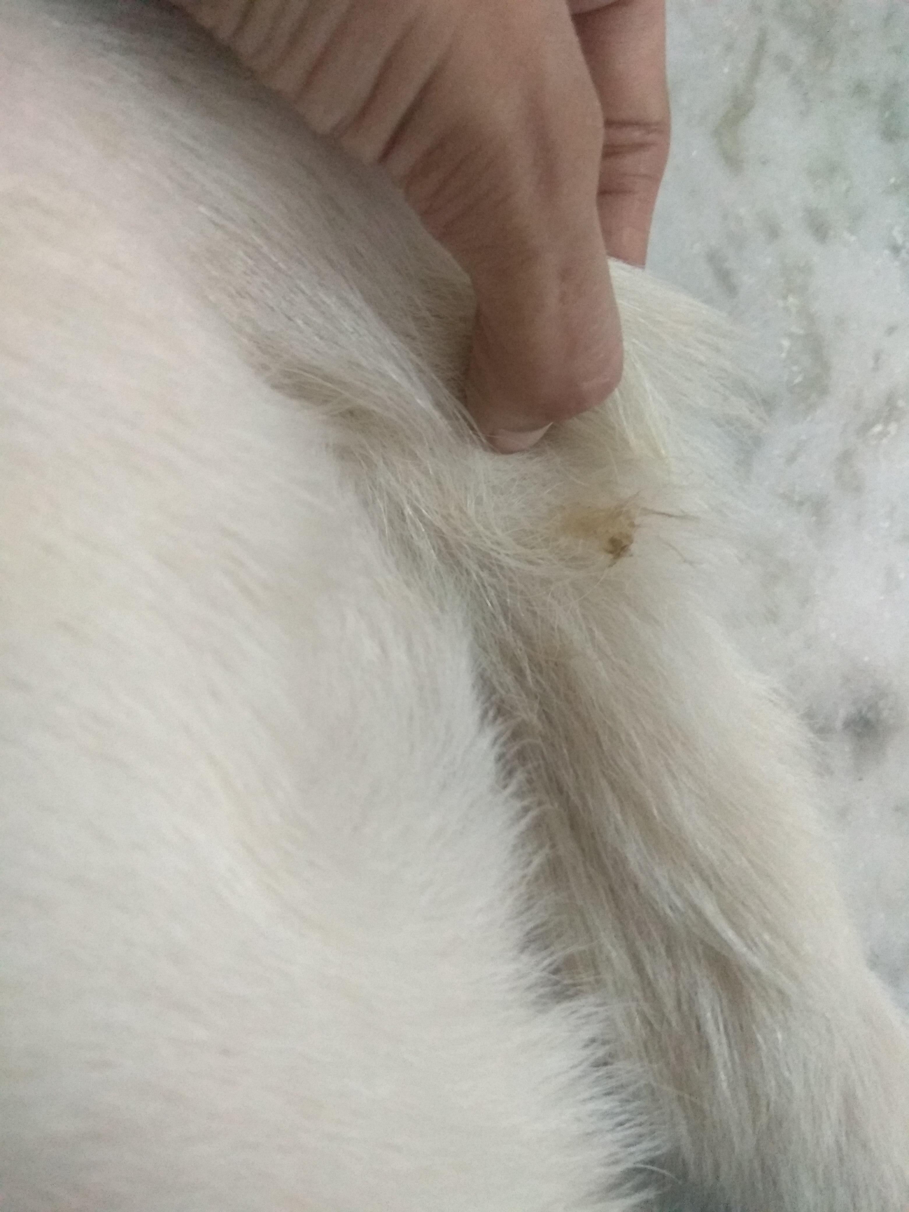 Why is my dog still discharging after spay? Stump pyometra or UTI? | Petco