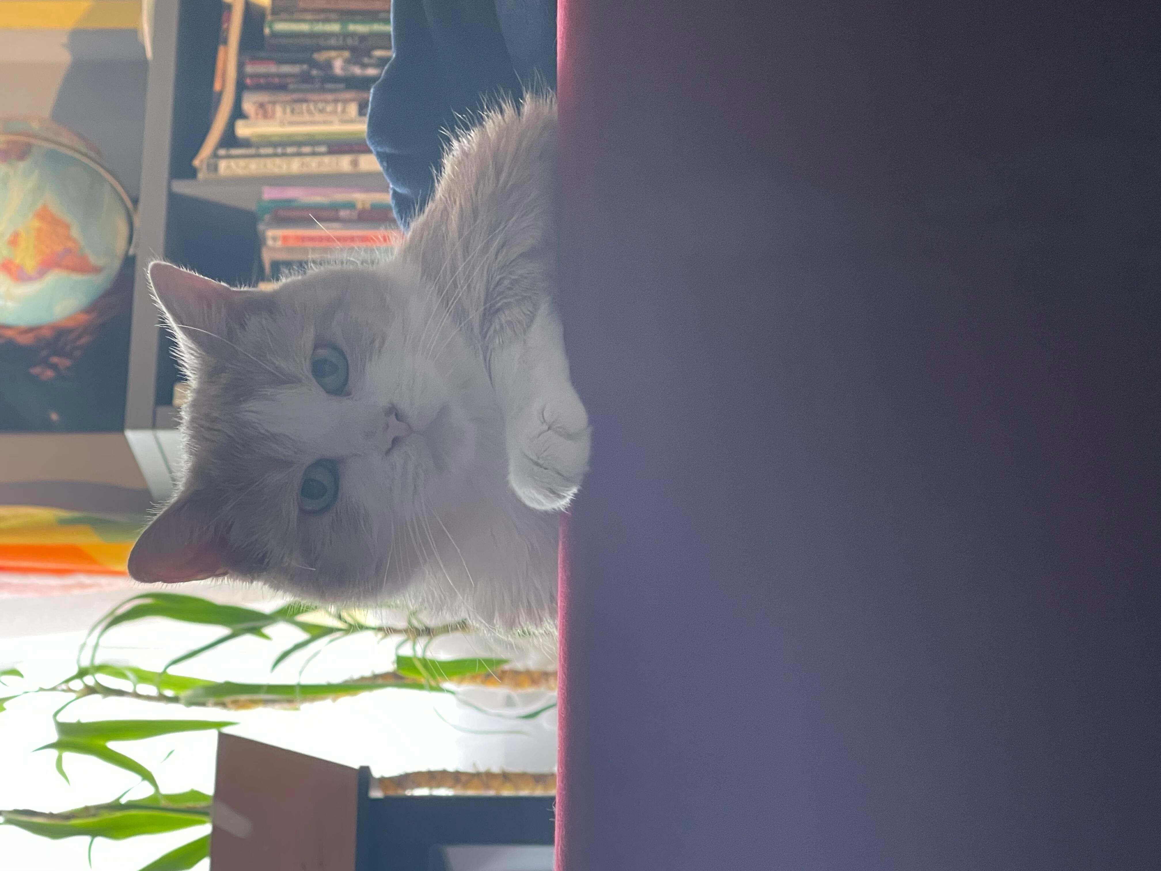 Is Your Cat's Shoulder Lump a Tumor or Just Fat? Get Answers | Petco