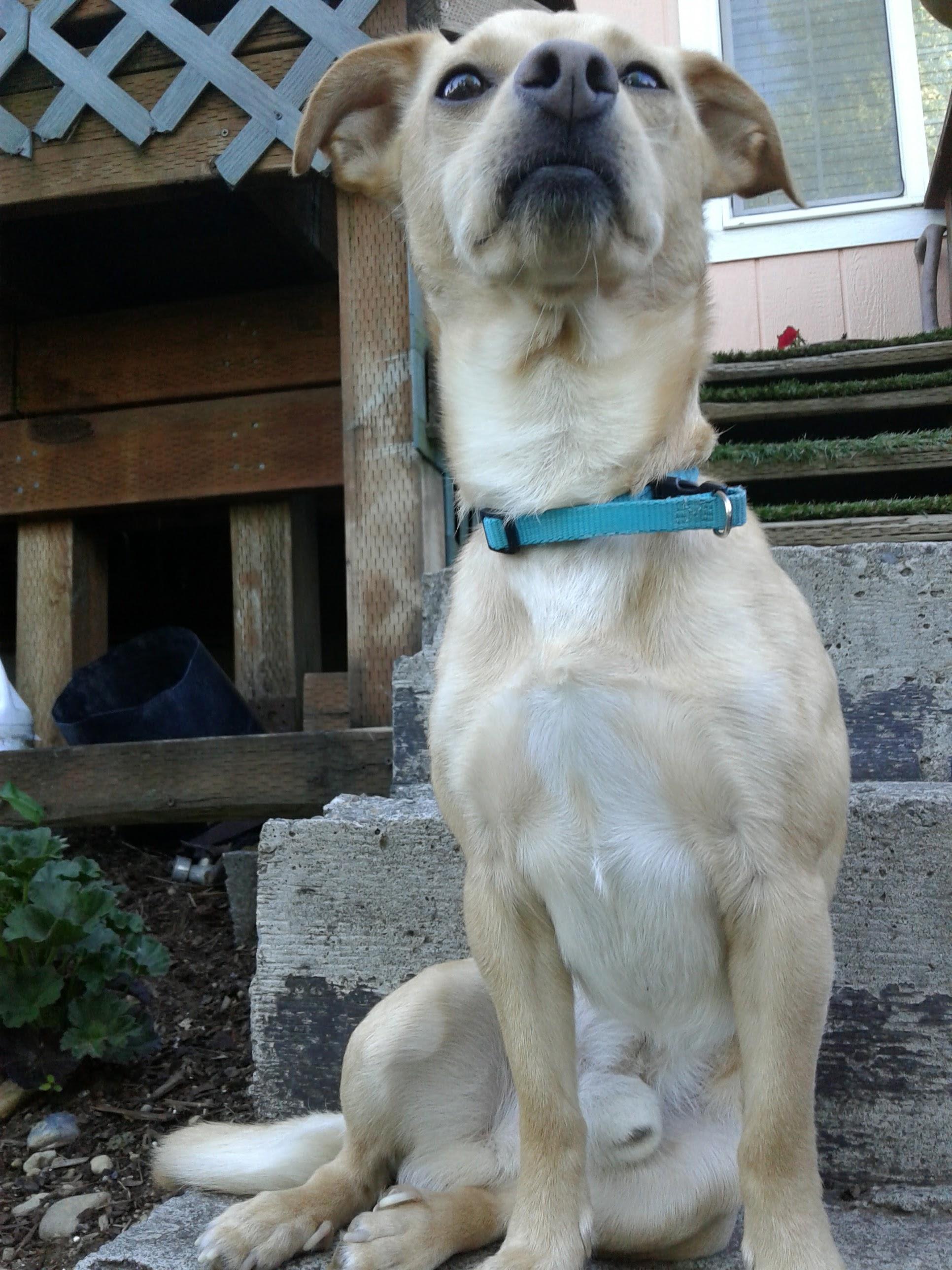 My Dog Ate Top Ramen: Is It Safe? Will It Upset Their Stomach? | Petco