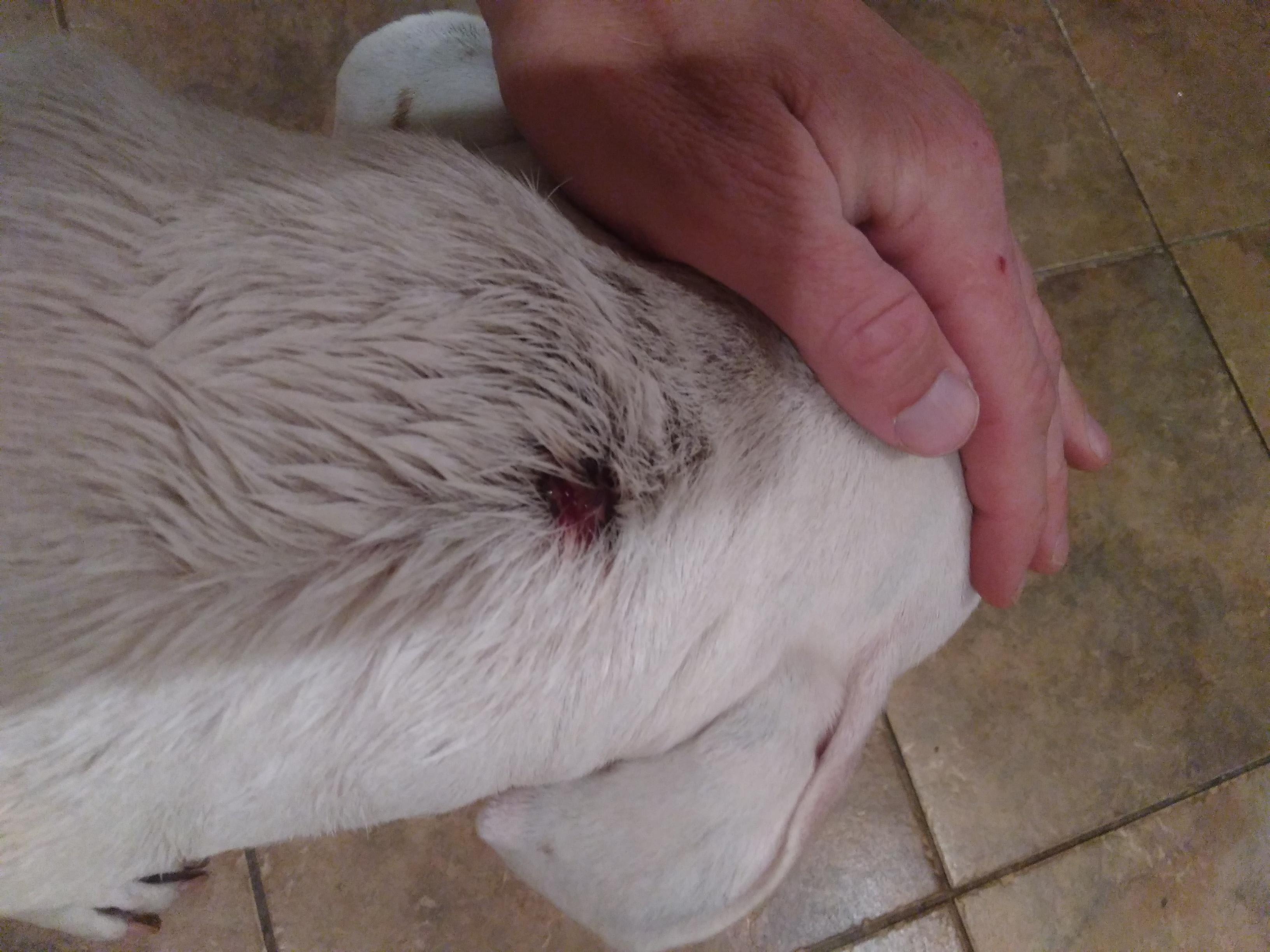 Dog Tick Bite Oozing Yellow Discharge? Is It Infected? | Petco