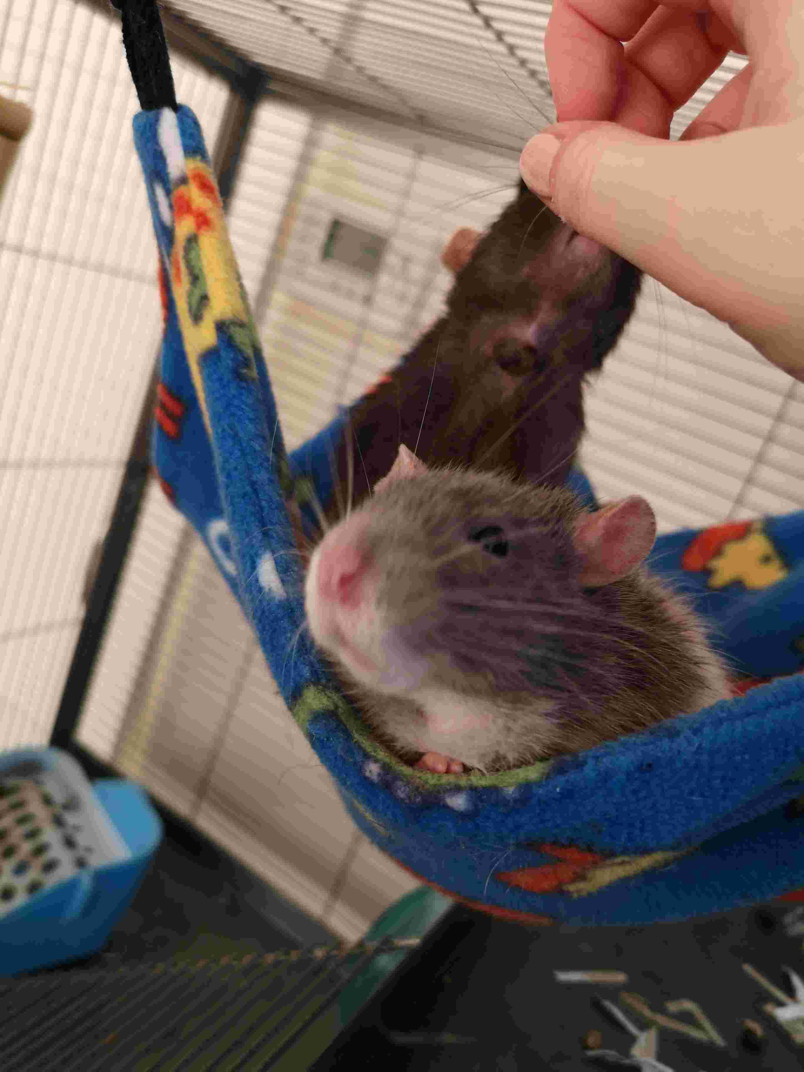 My Rat's Neck Abscess Burst: What's the Black Scab After Draining? | Petco